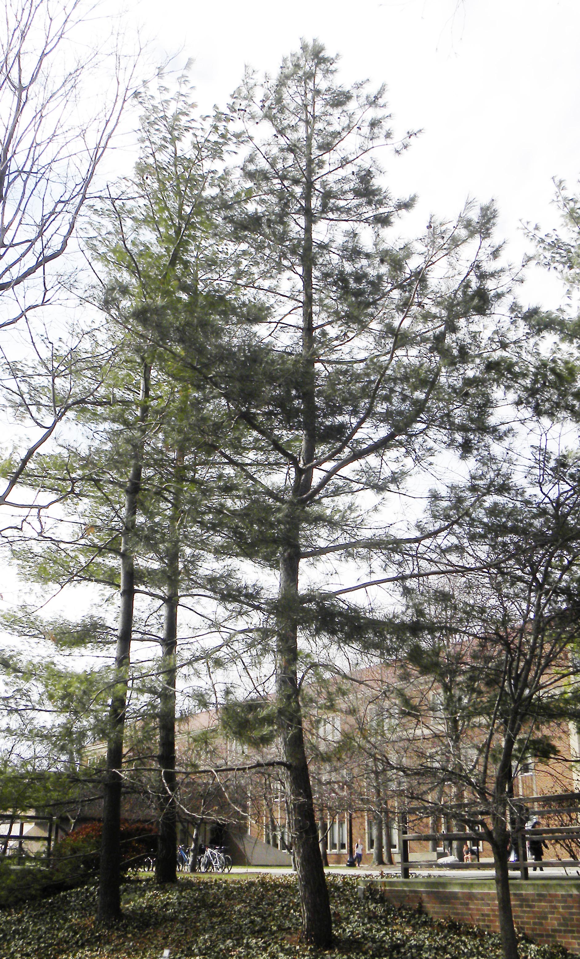 Pinus resinosa – Purdue Arboretum Explorer