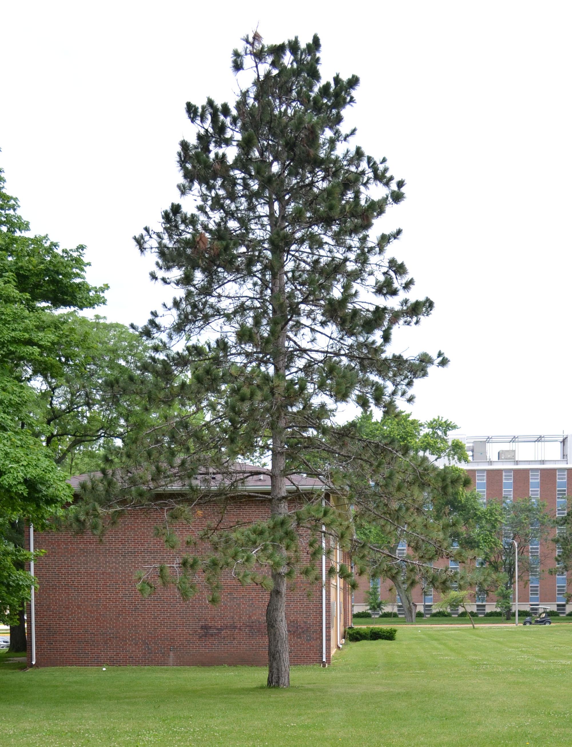 Pinus resinosa – Purdue Arboretum Explorer