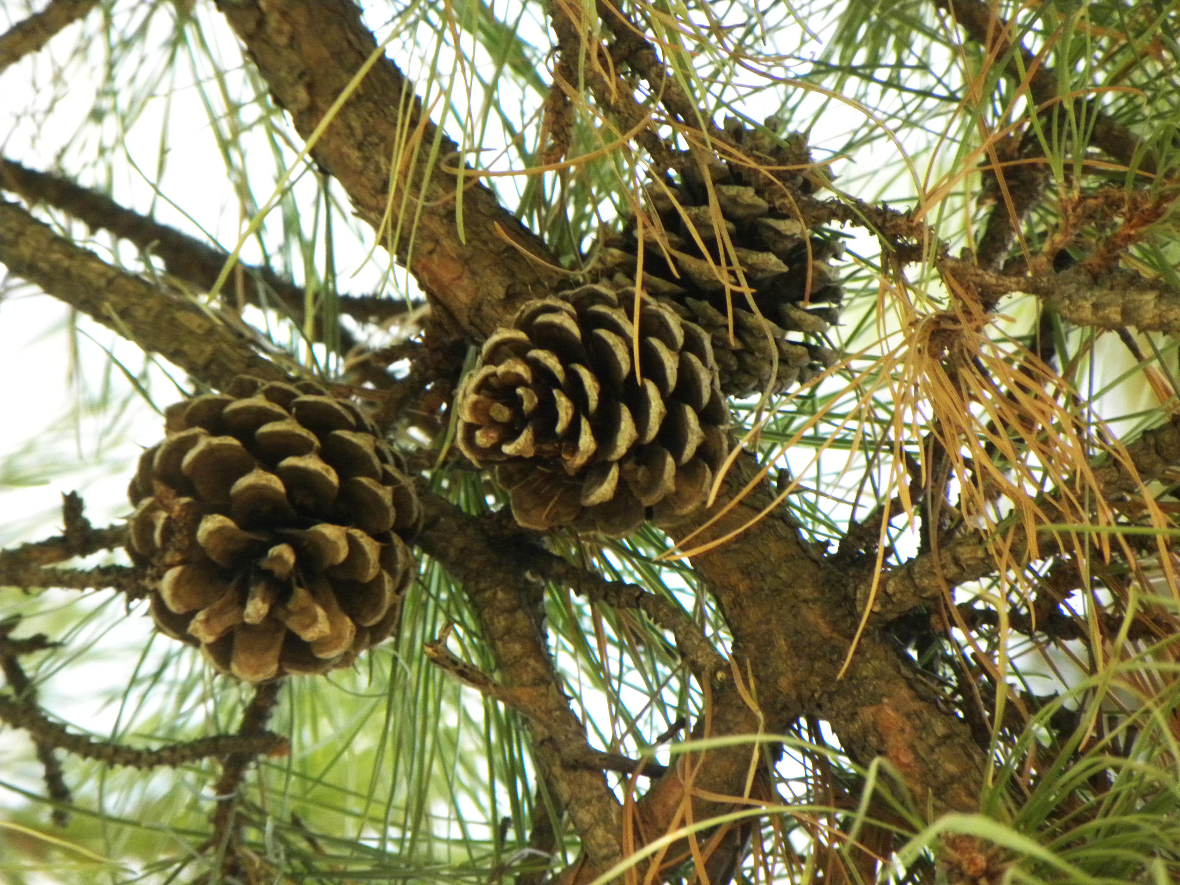 Pinus rigida – Purdue Arboretum Explorer