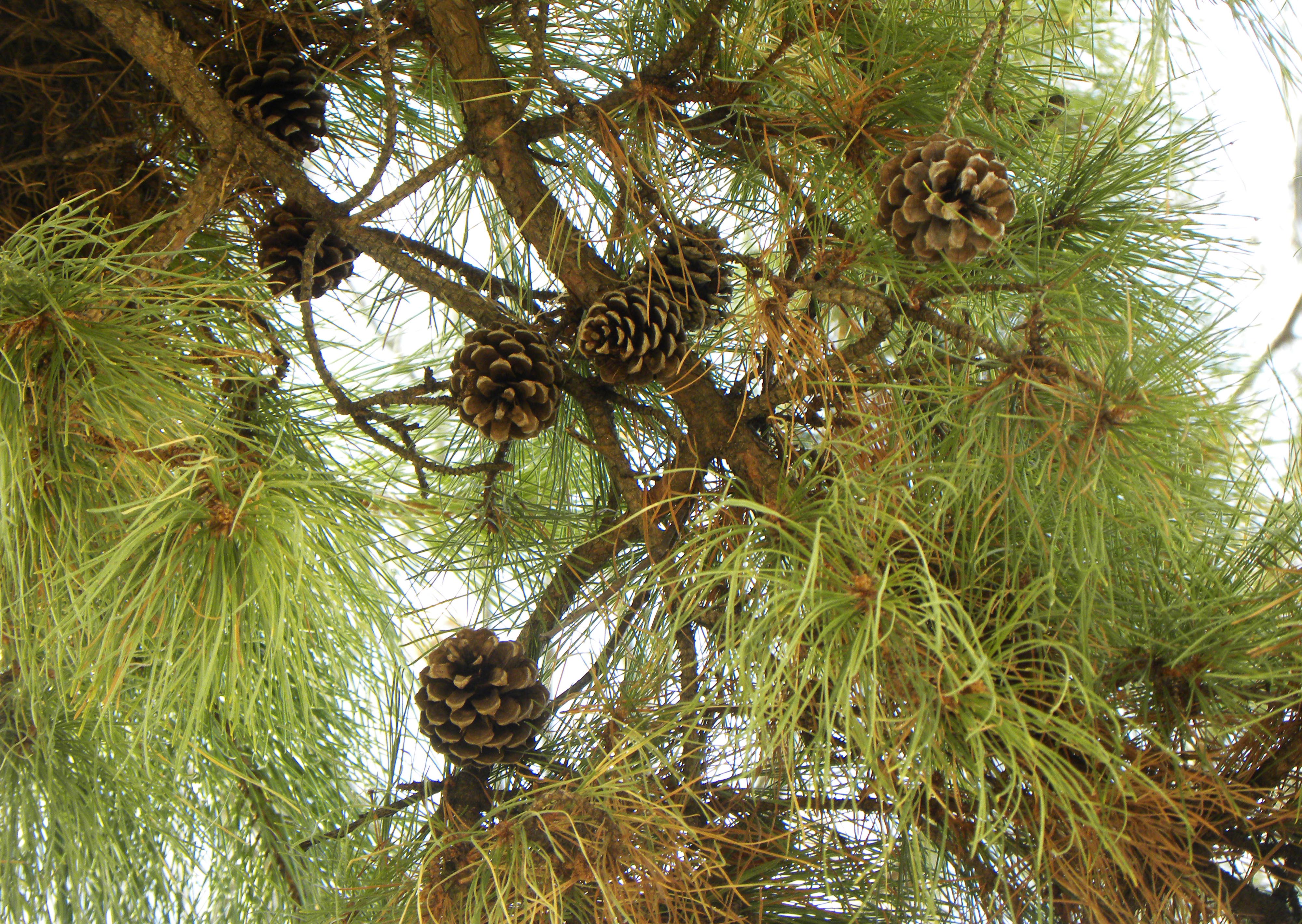 Pinus rigida – Purdue Arboretum Explorer