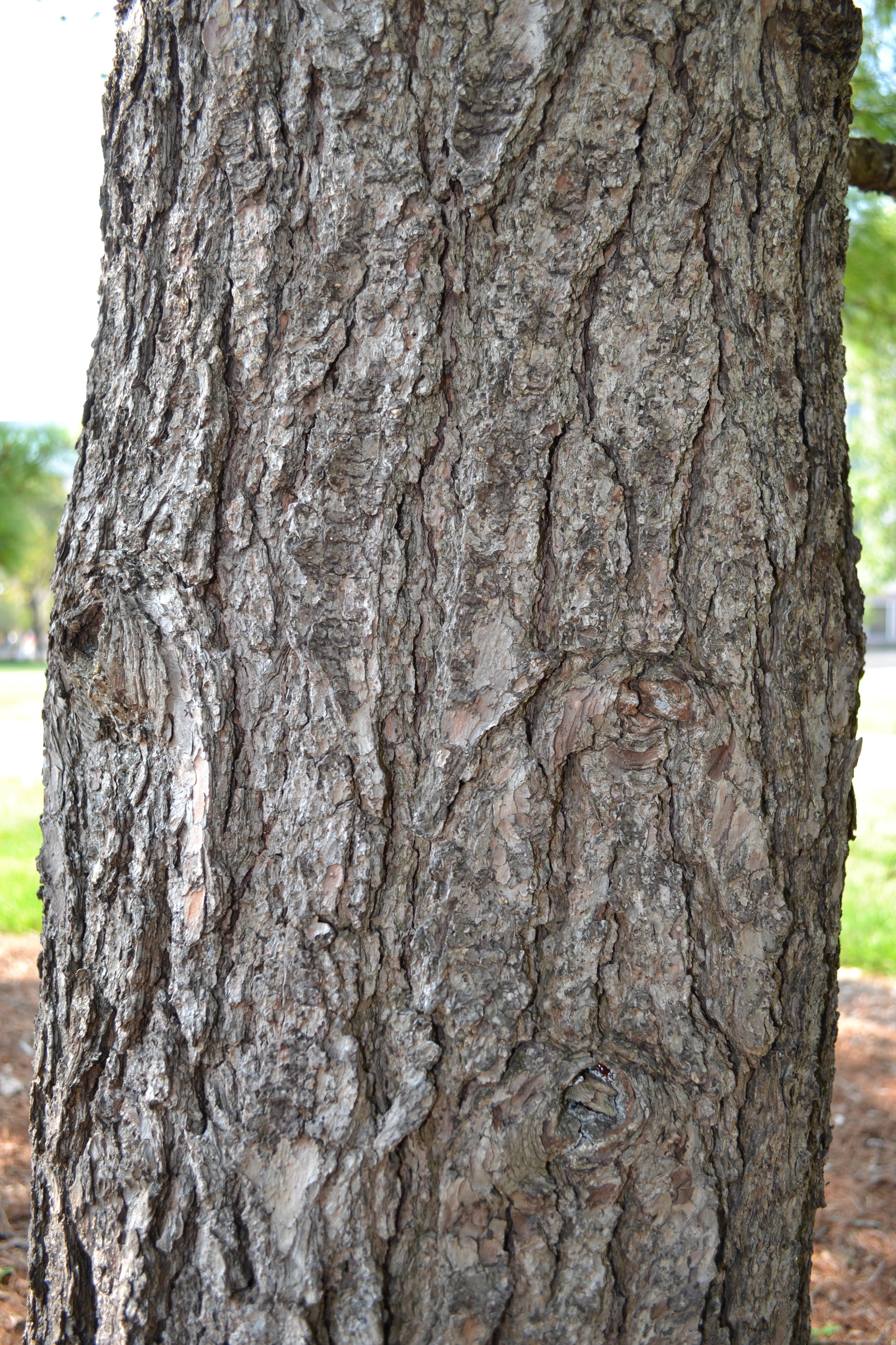 Pinus strobus – Purdue Arboretum Explorer