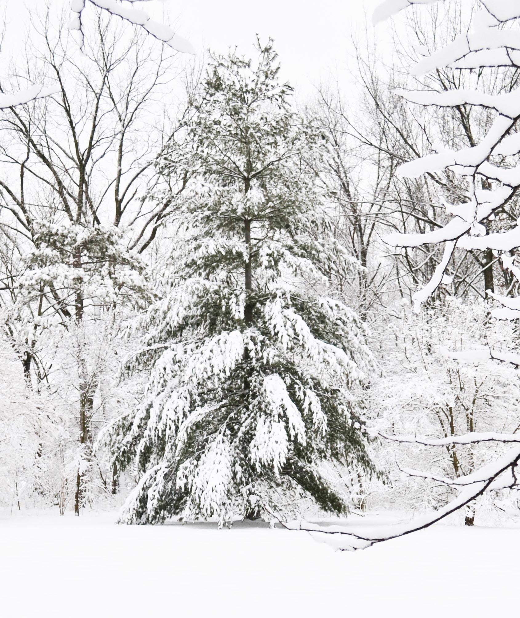 Pinus strobus – Purdue Arboretum Explorer