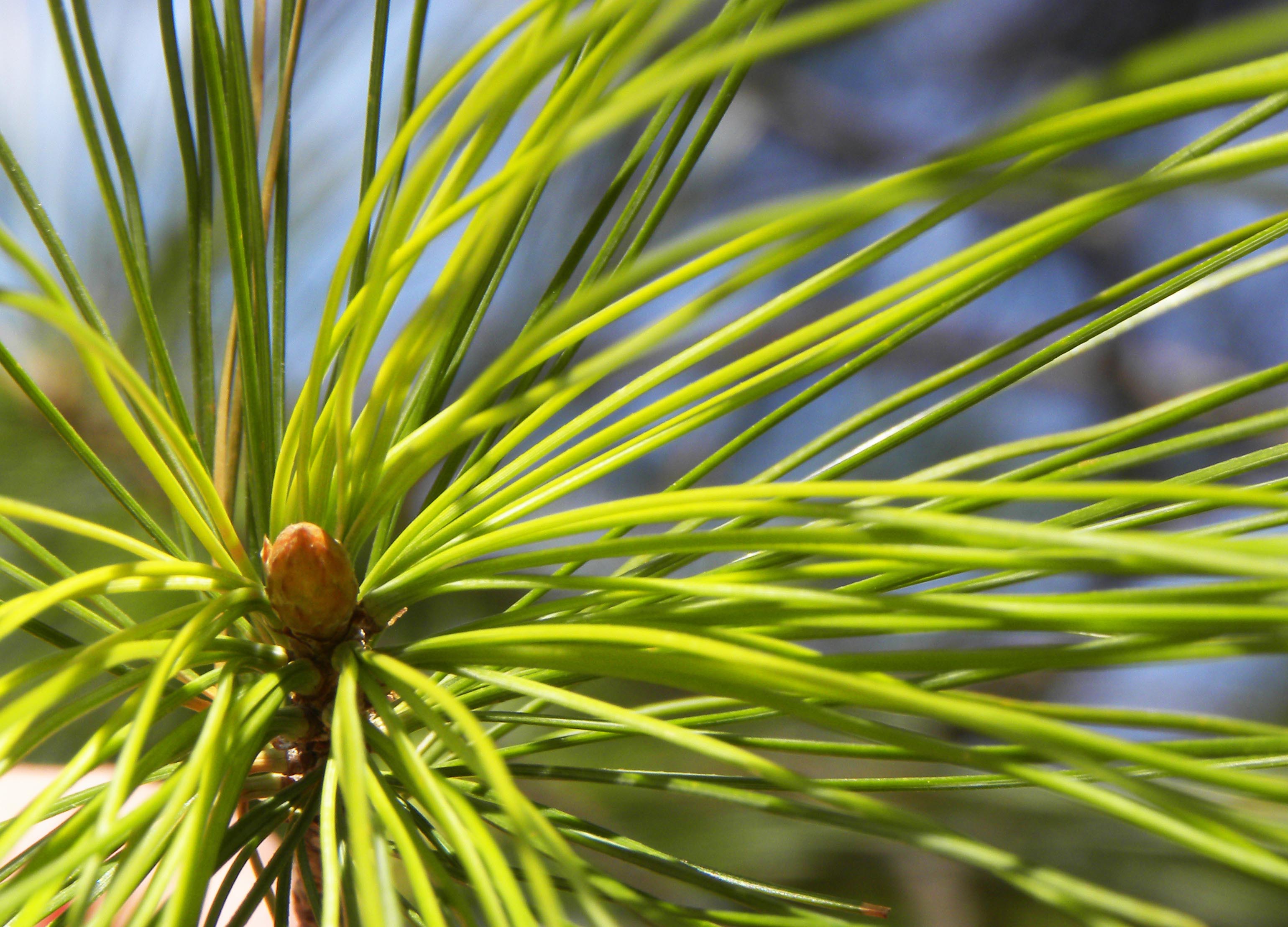 Pinus strobus – Purdue Arboretum Explorer