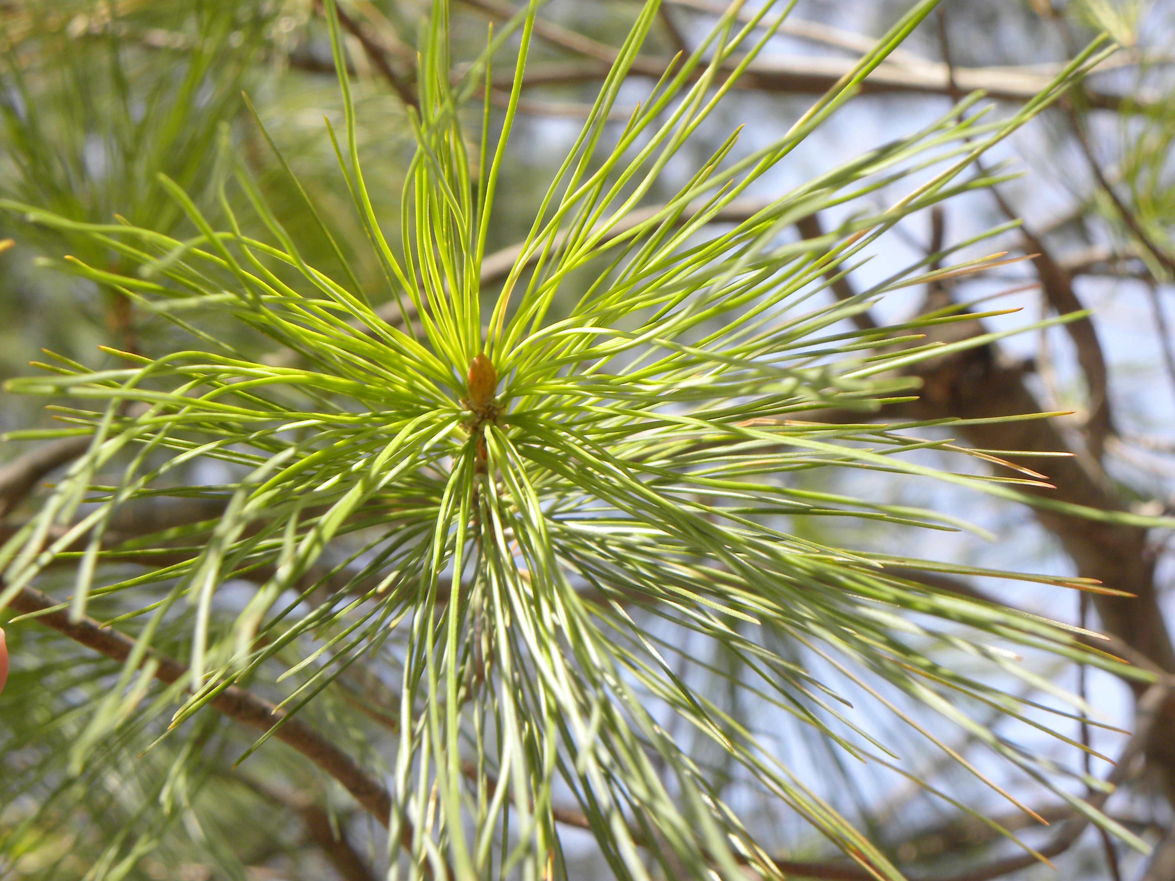 Pinus strobus – Purdue Arboretum Explorer