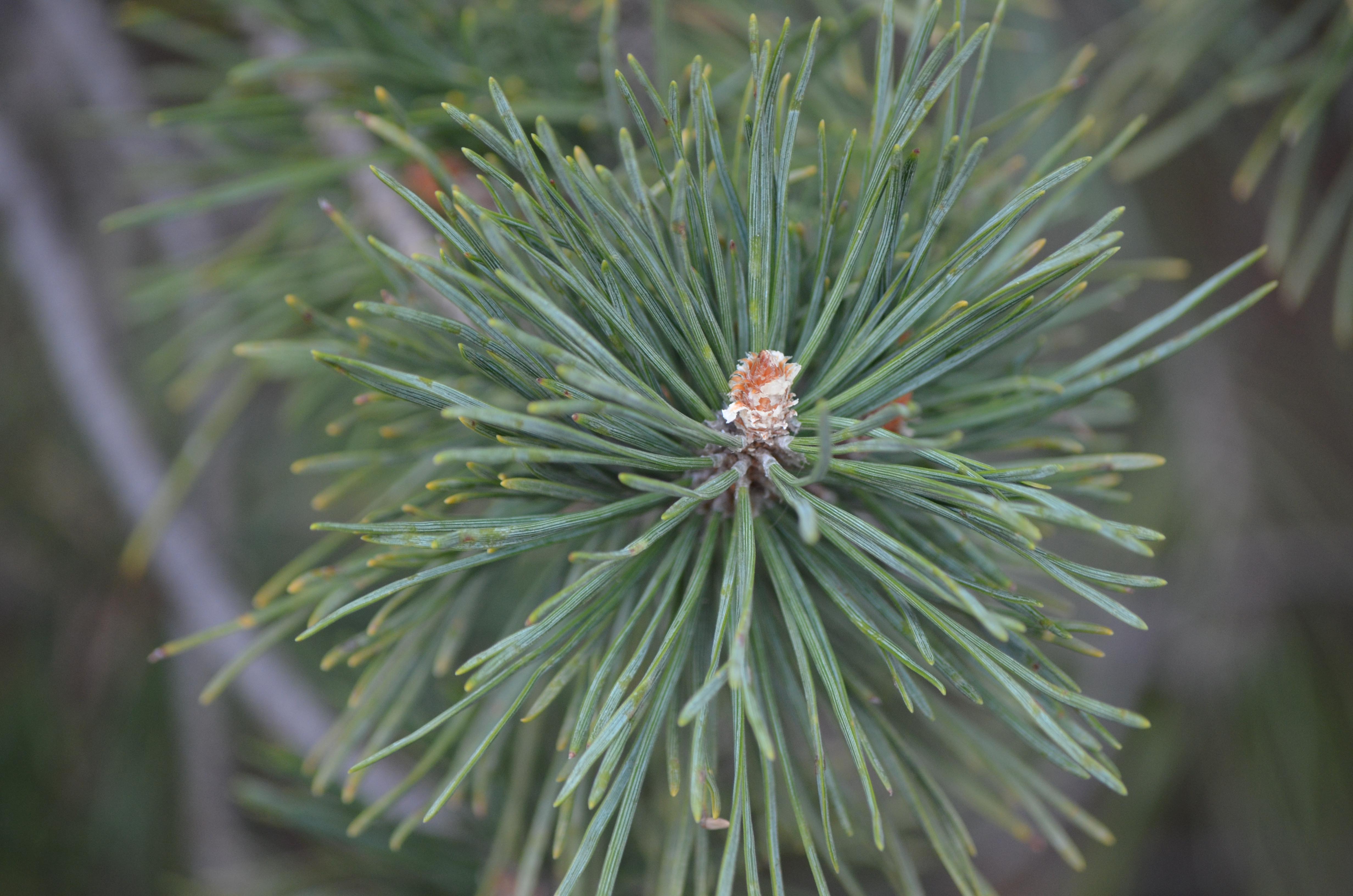 Pinus sylvestris – Purdue Arboretum Explorer