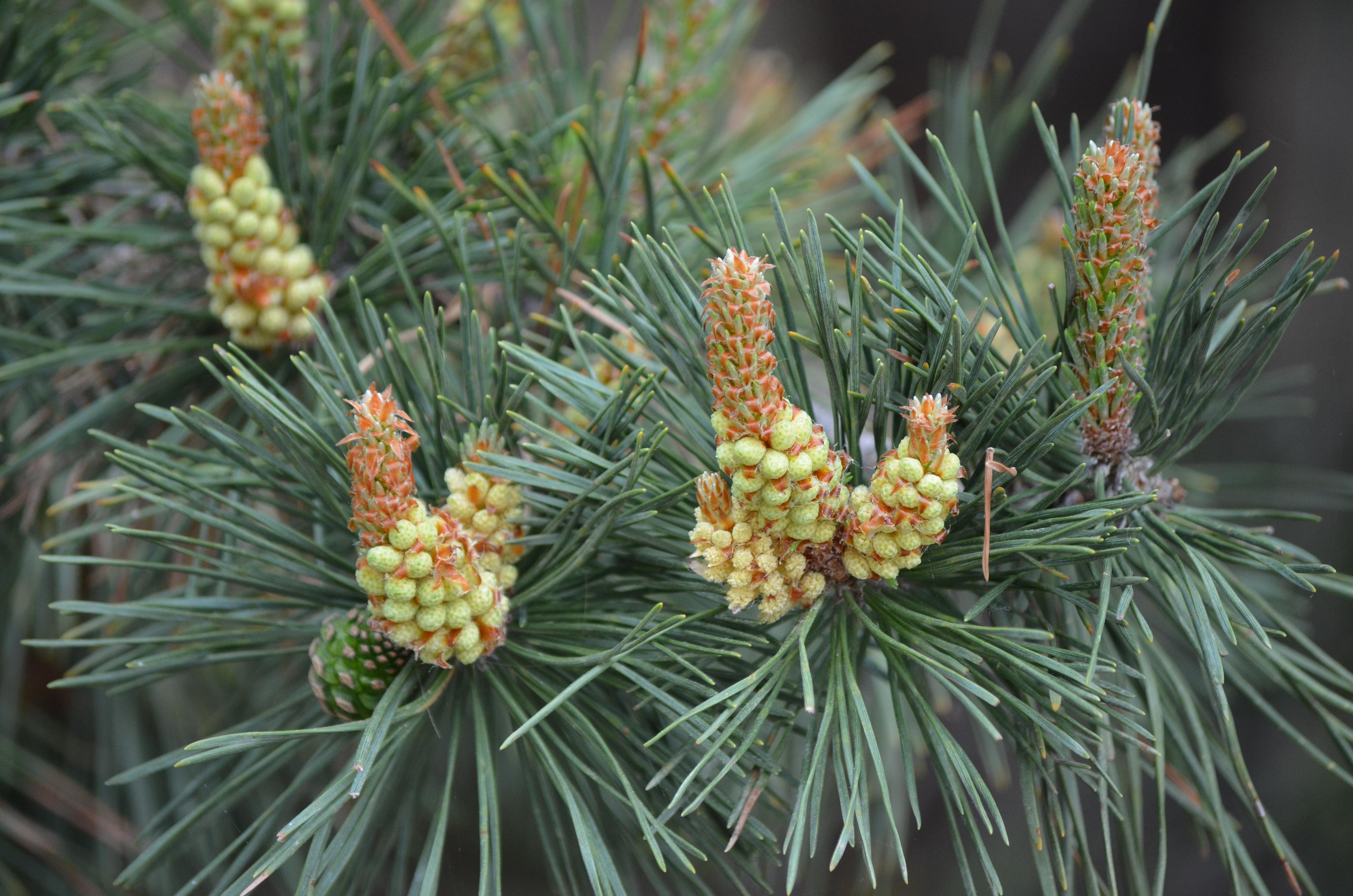 Pinus sylvestris – Purdue Arboretum Explorer