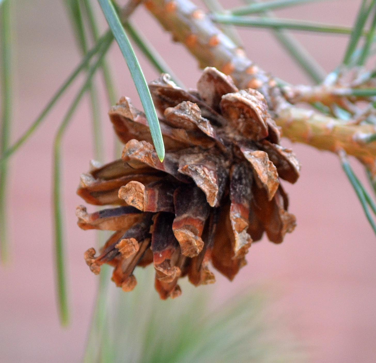 Pinus sylvestris – Purdue Arboretum Explorer