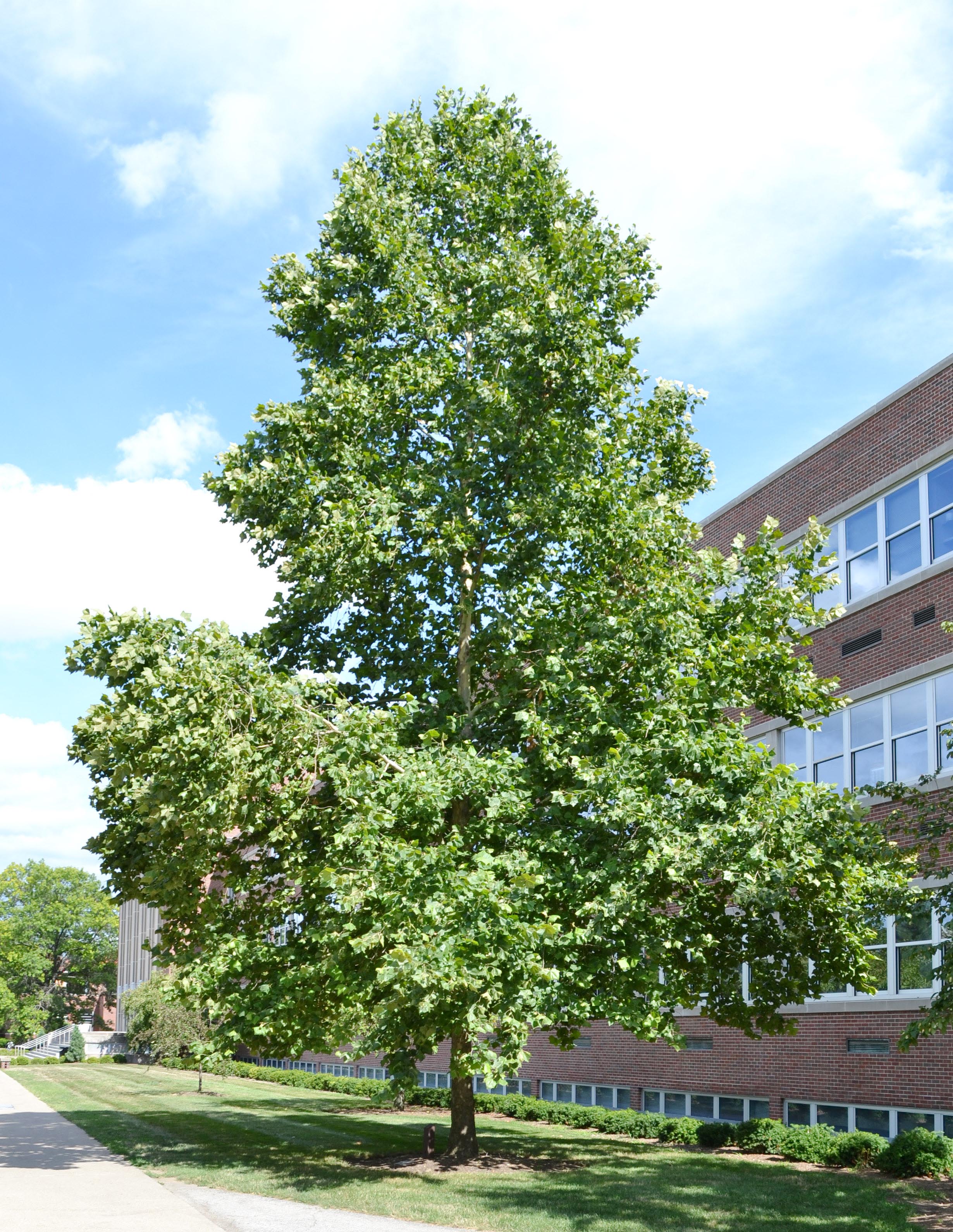 Platanus occidentalis – Purdue Arboretum Explorer