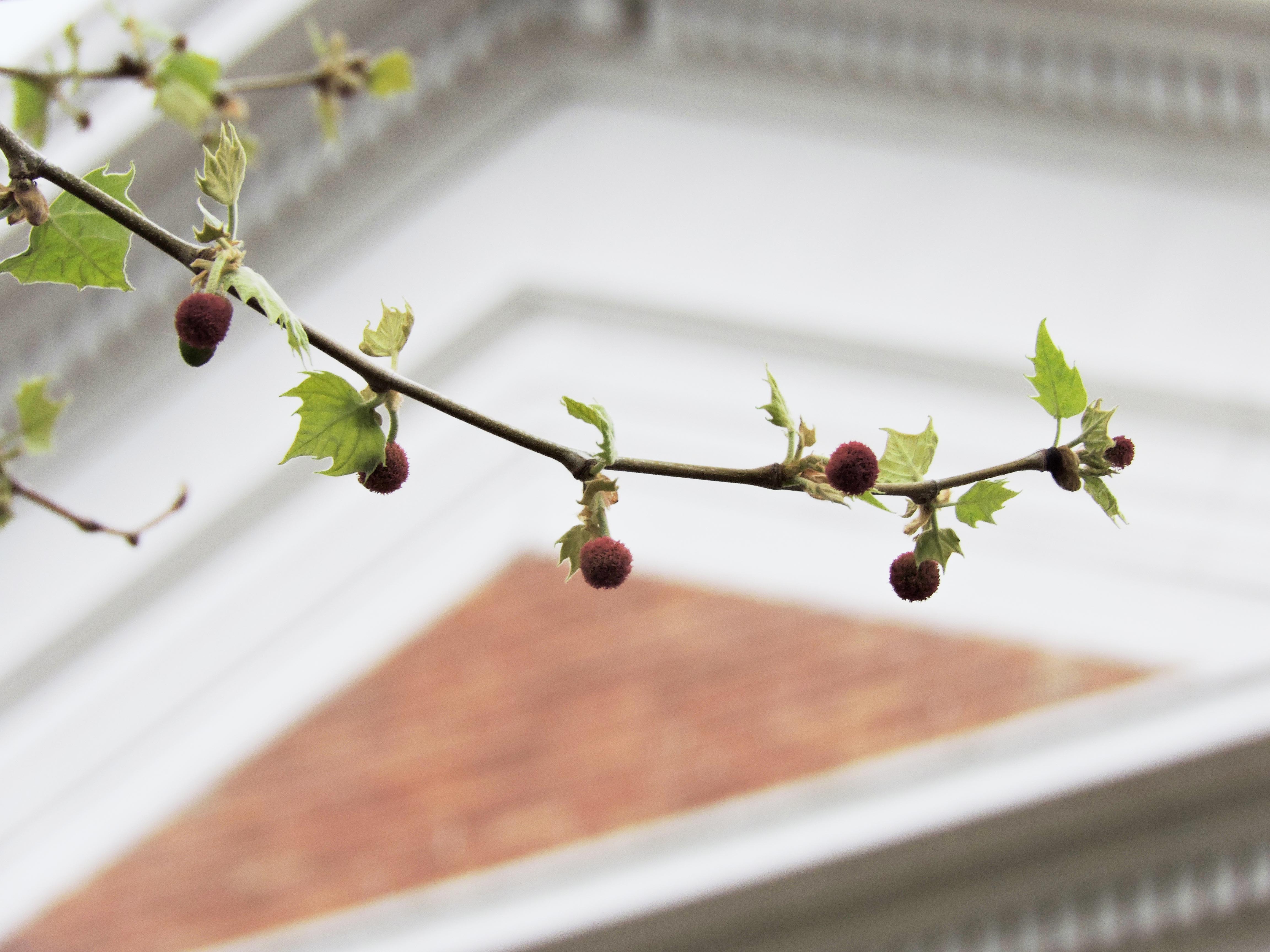Platanus occidentalis – Purdue Arboretum Explorer