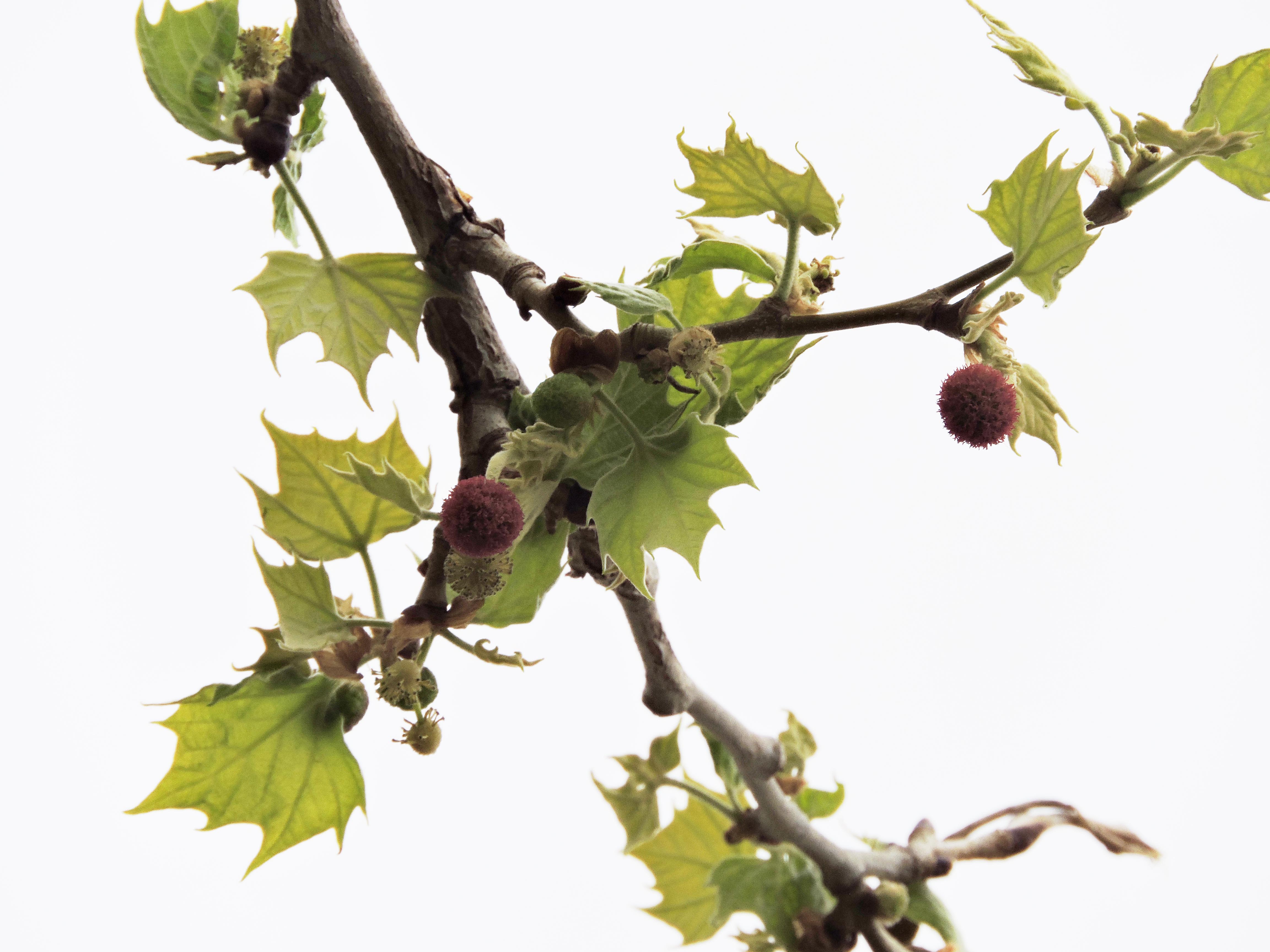 Platanus occidentalis – Purdue Arboretum Explorer