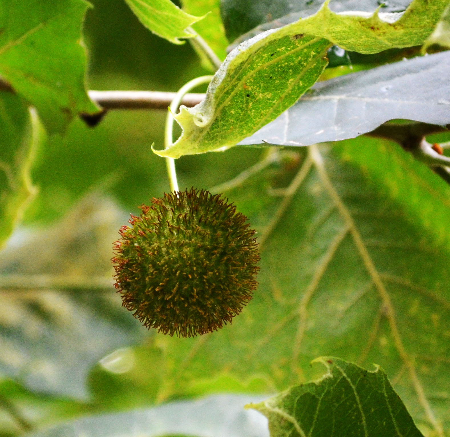 Platanus occidentalis – Purdue Arboretum Explorer