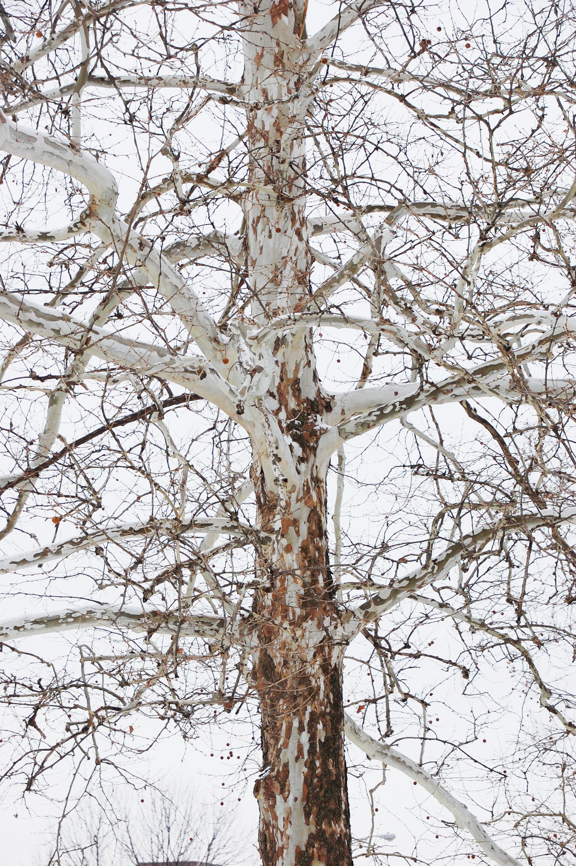 Platanus occidentalis – Purdue Arboretum Explorer