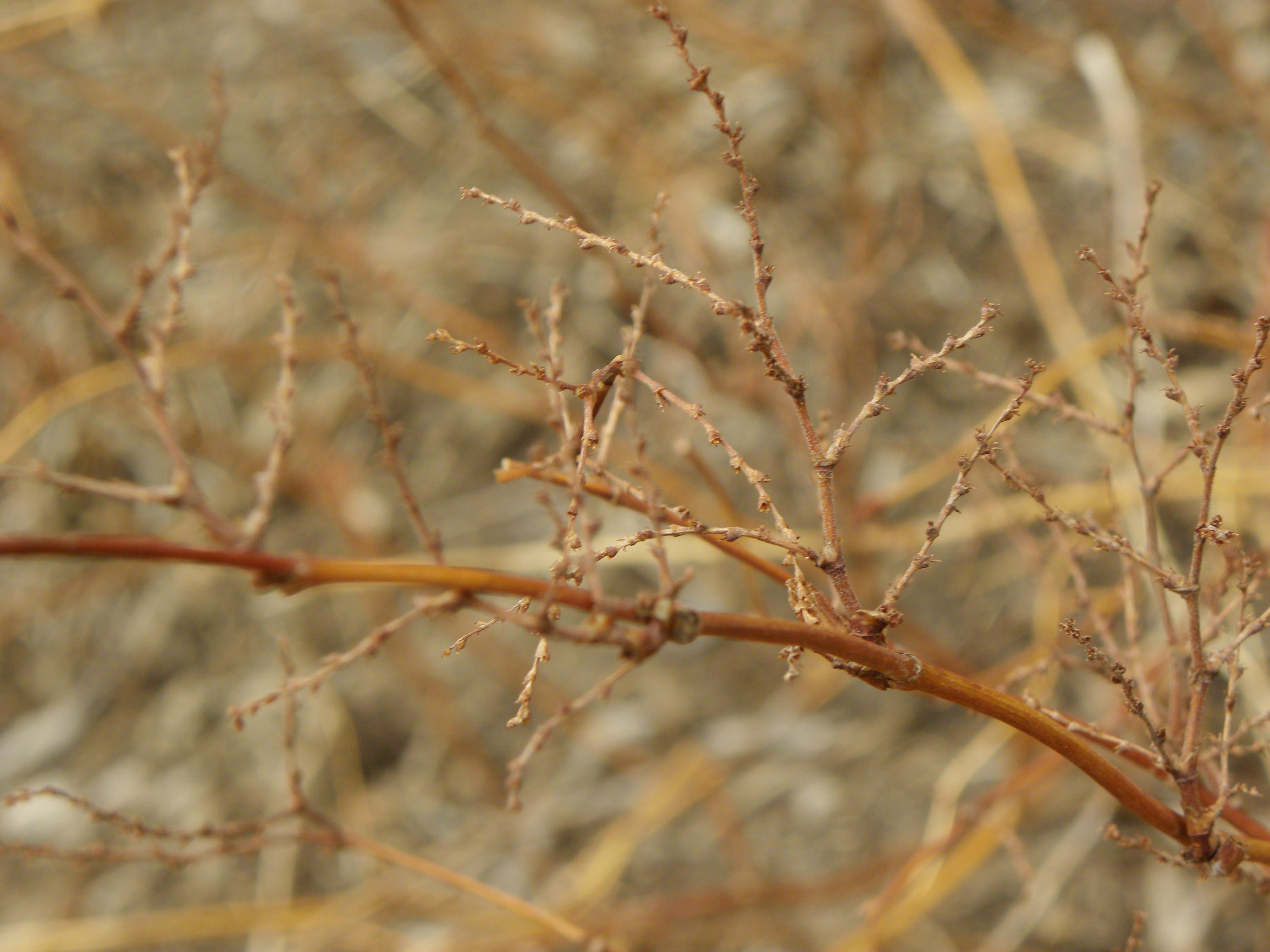 Reynoutria compacta – Purdue Arboretum Explorer