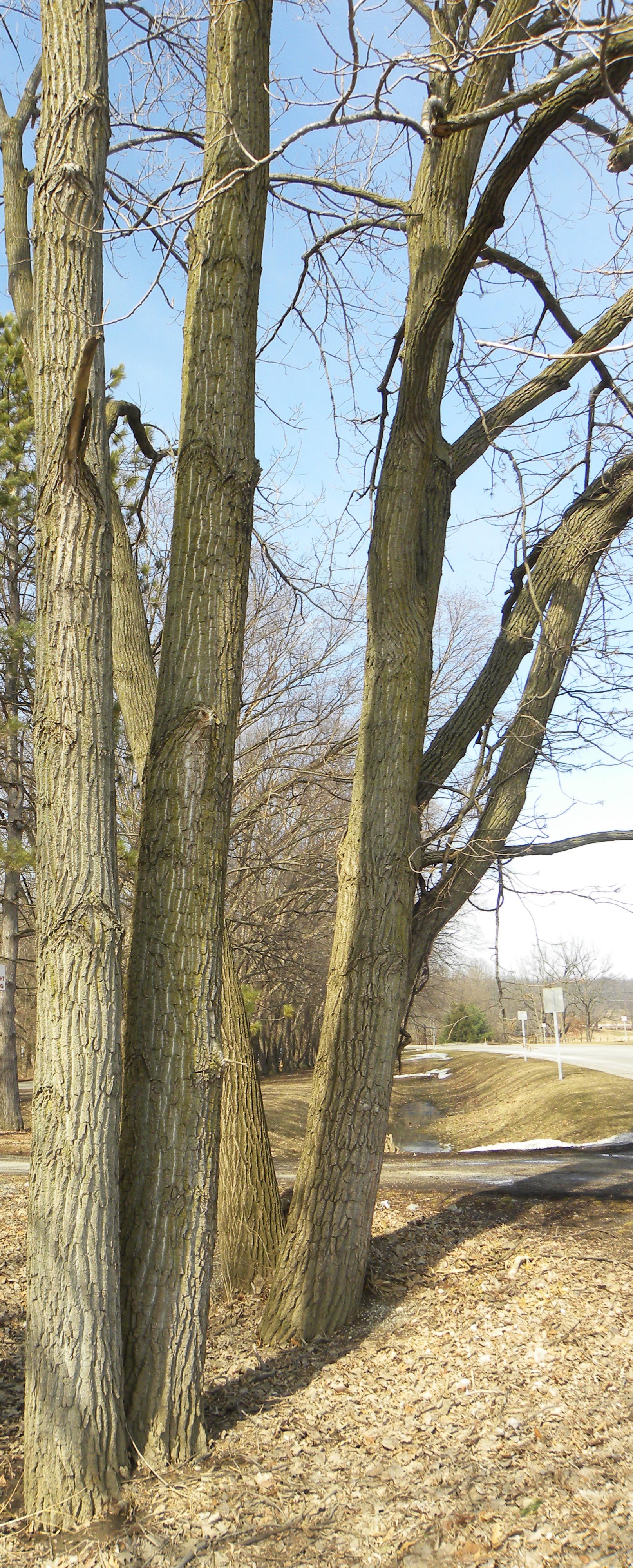 Populus deltoides – Purdue Arboretum Explorer