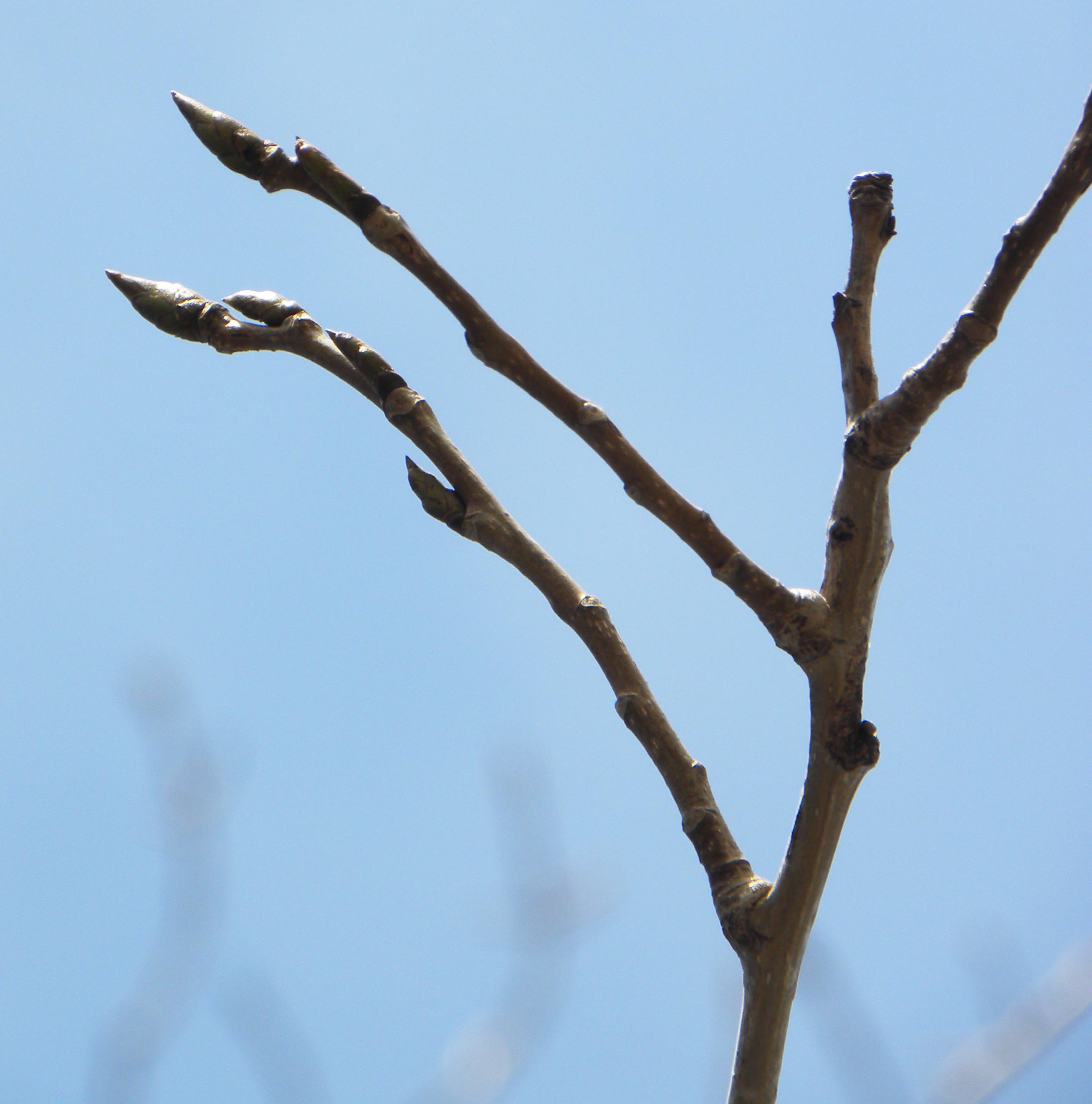 Populus deltoides – Purdue Arboretum Explorer