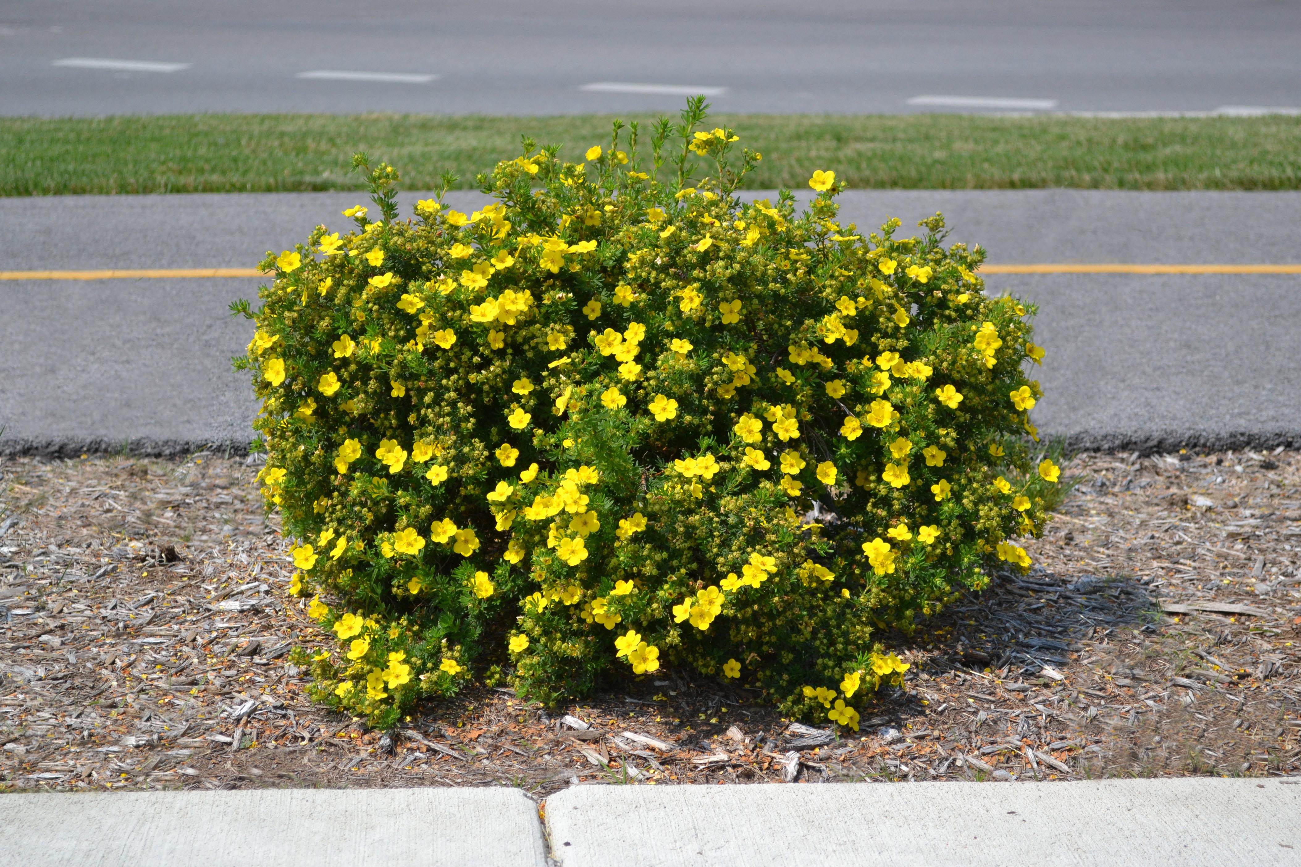 Dasiphora fruticosa – Purdue Arboretum Explorer