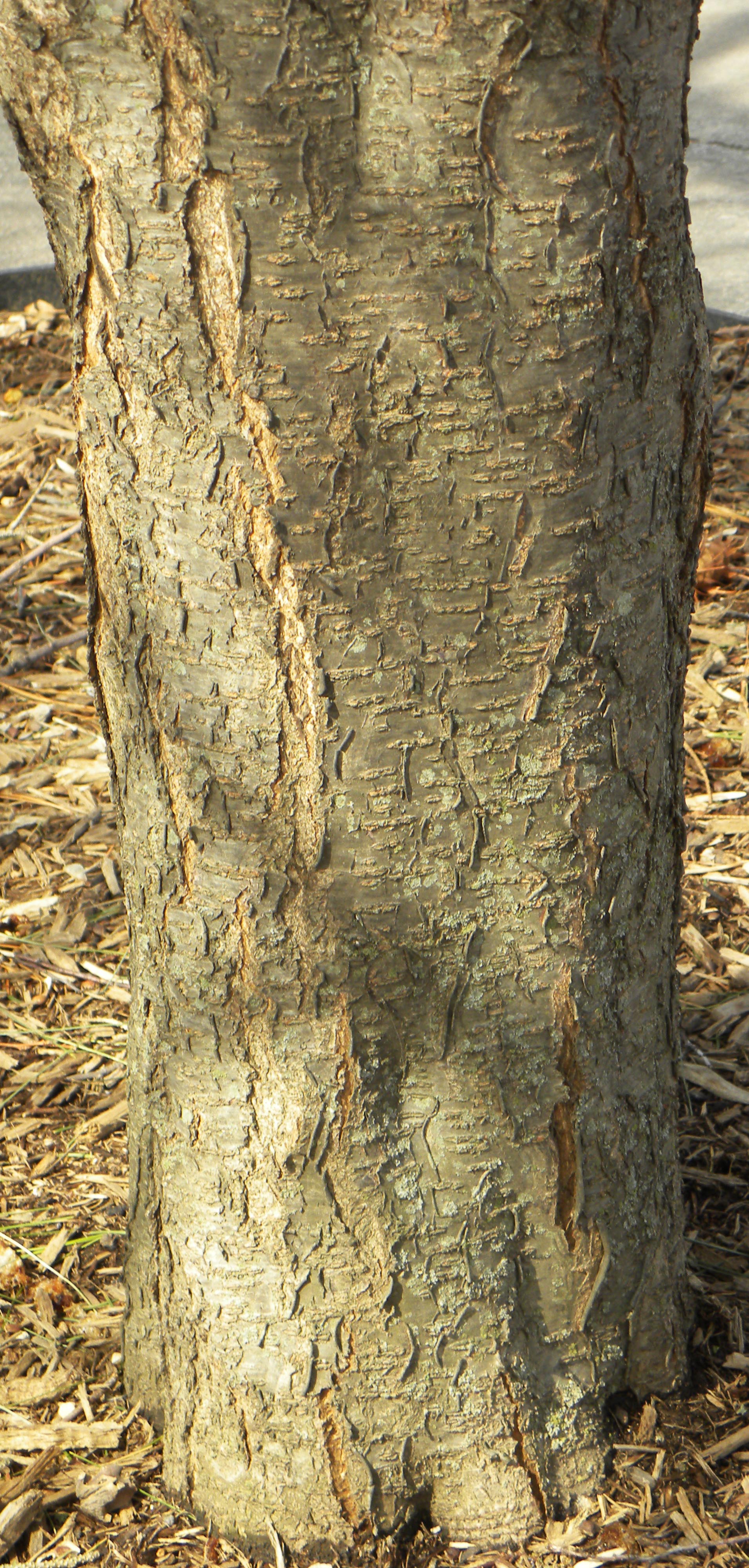 Prunus × ‘Newport’ – Purdue Arboretum Explorer