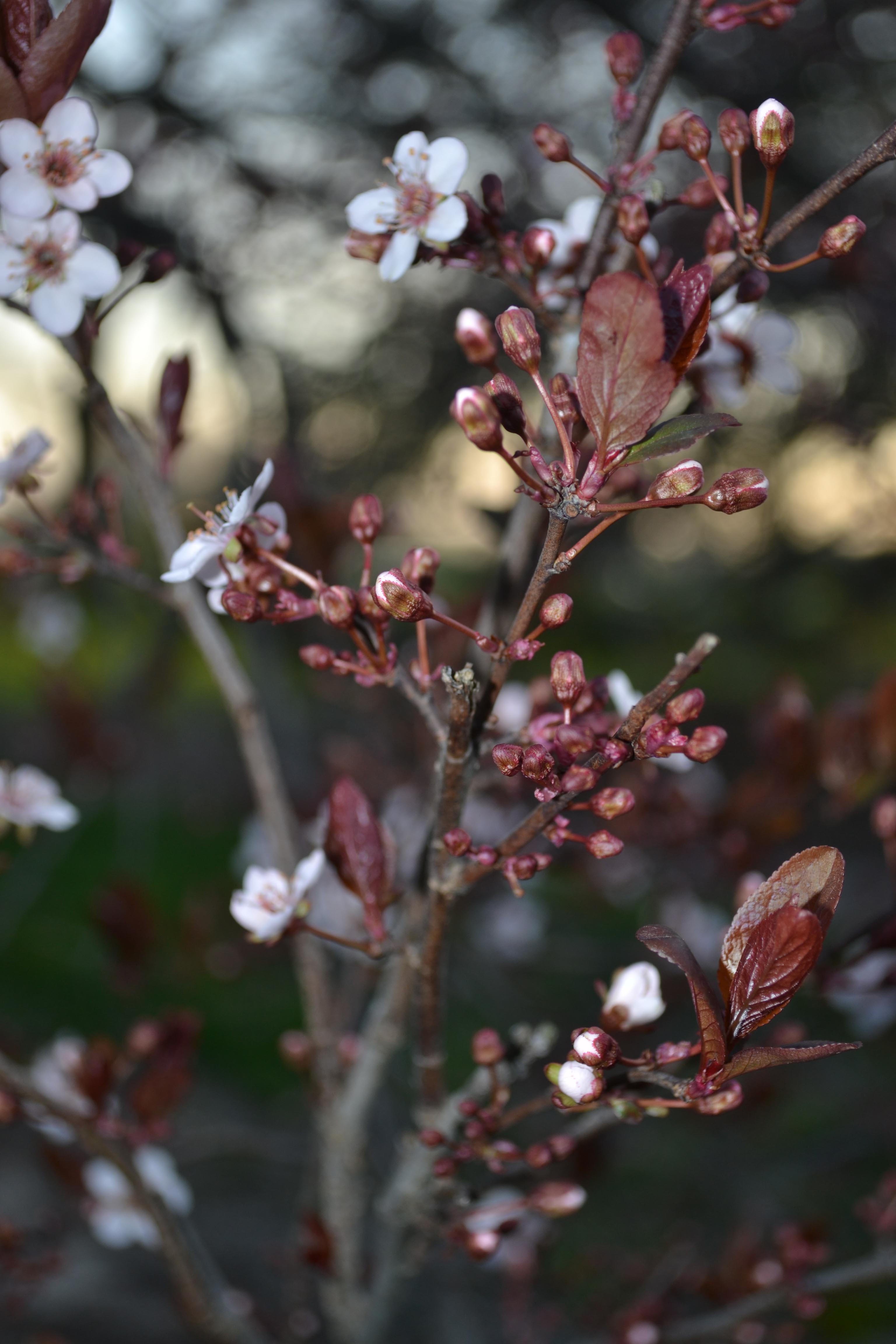Prunus cerasifera ‘Atropurpurea’ – Purdue Arboretum Explorer