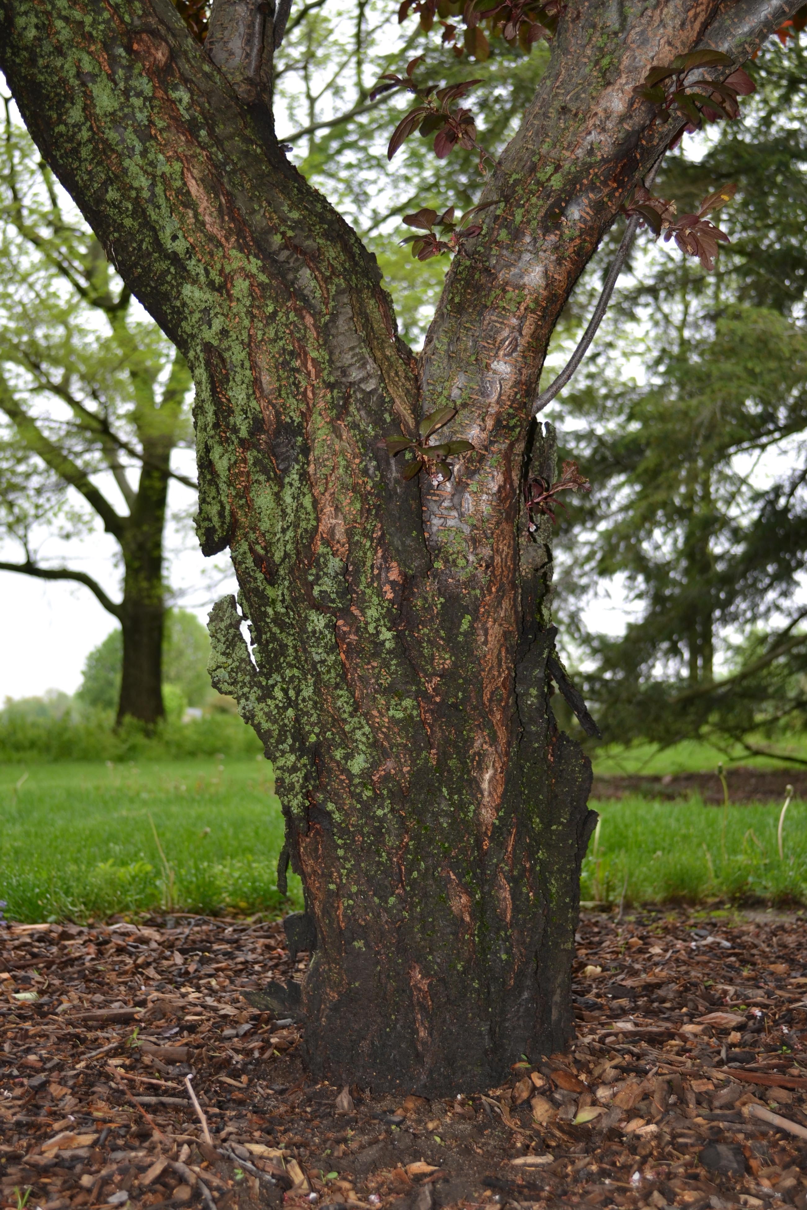 Prunus cerasifera ‘Atropurpurea’ – Purdue Arboretum Explorer