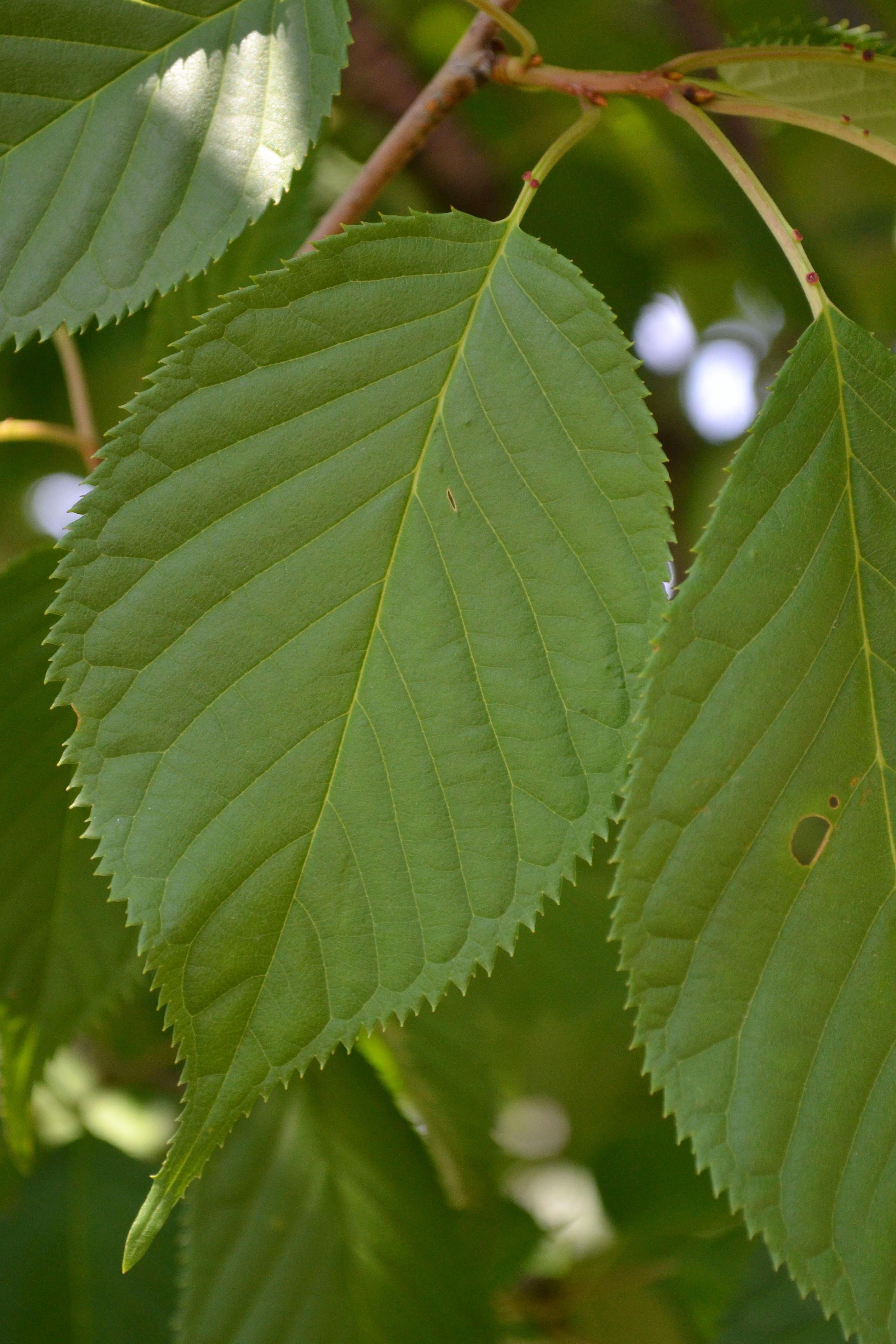 Prunus sargentii – Purdue Arboretum Explorer