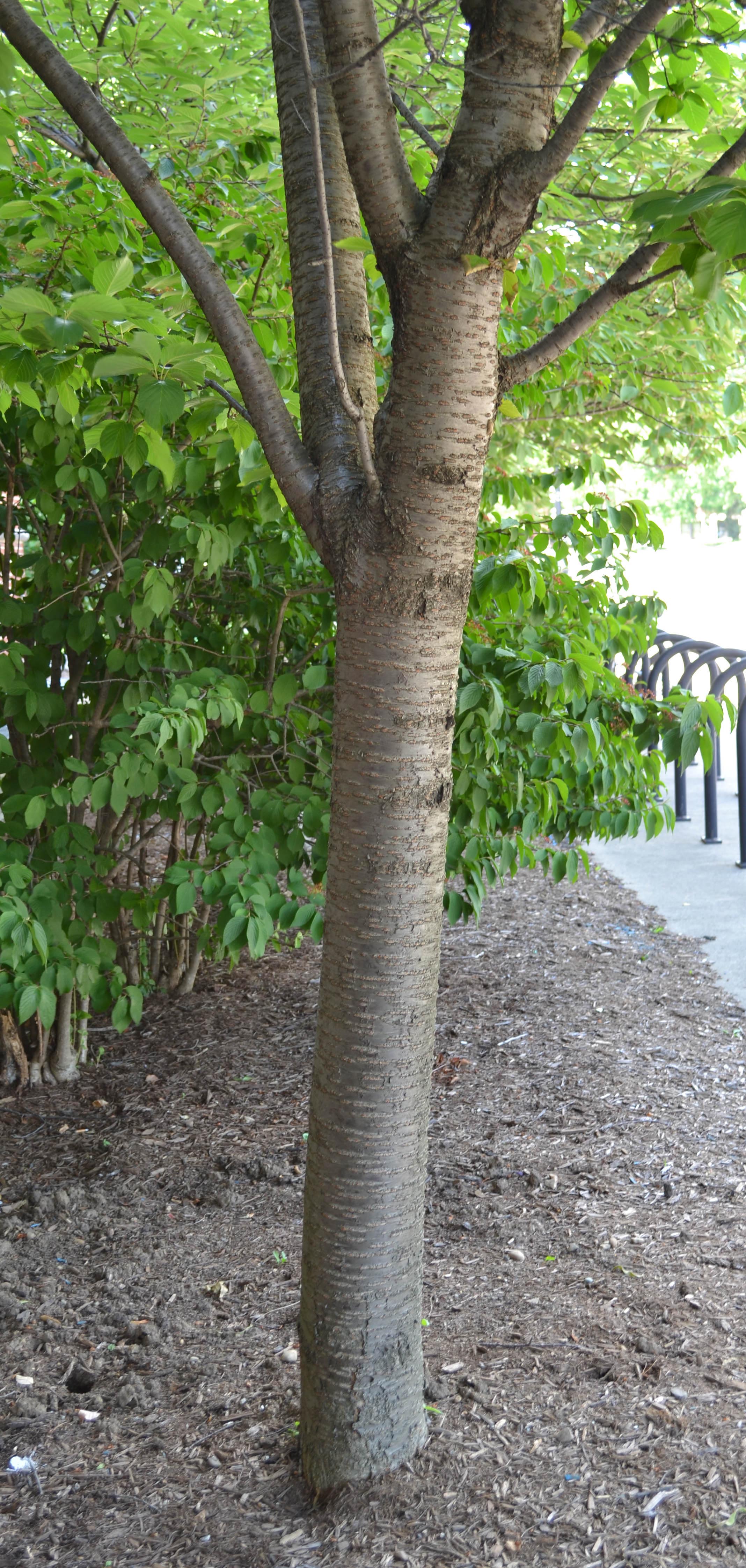 Prunus sargentii – Purdue Arboretum Explorer