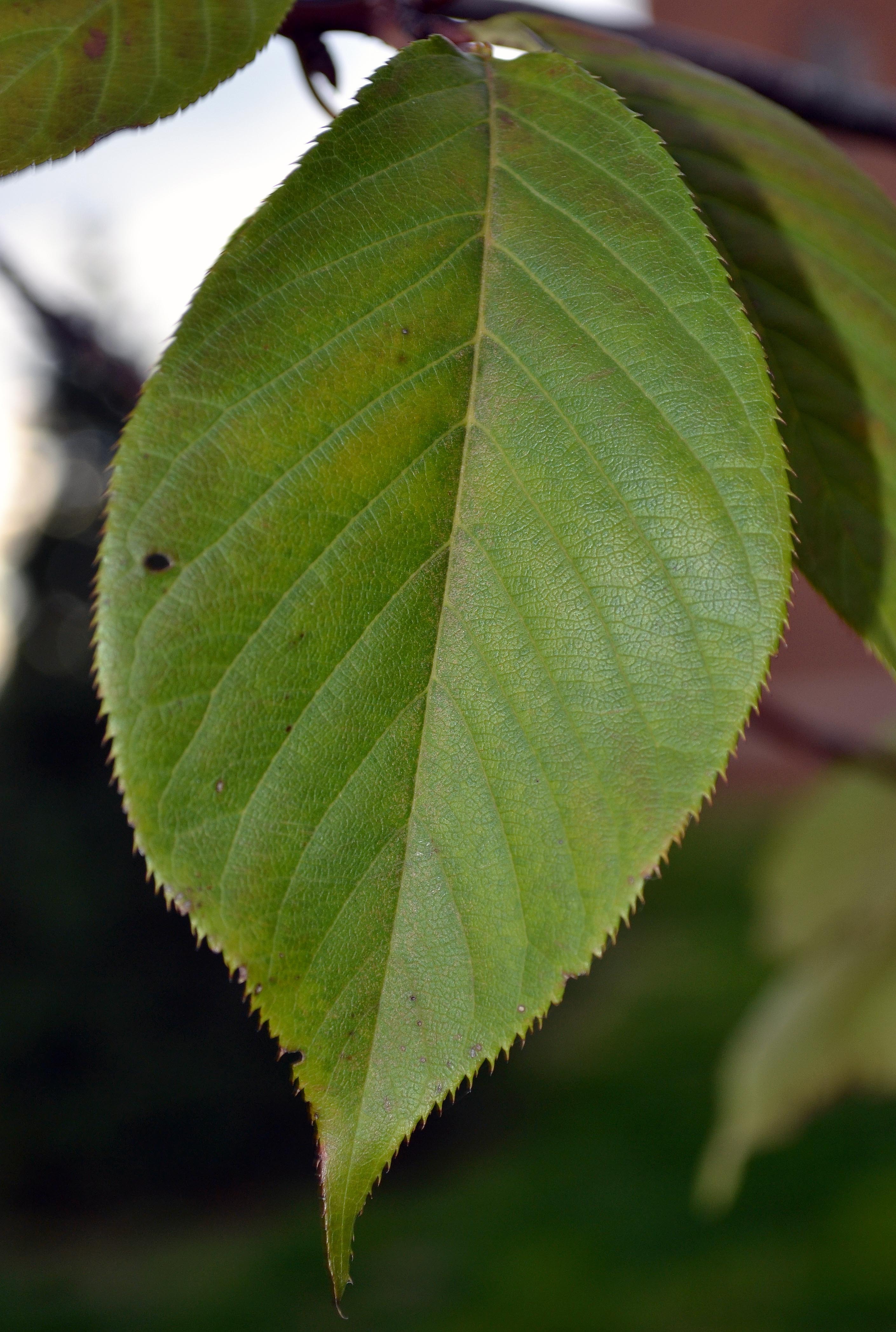Prunus sargentii ‘Columnaris’ – Purdue Arboretum Explorer