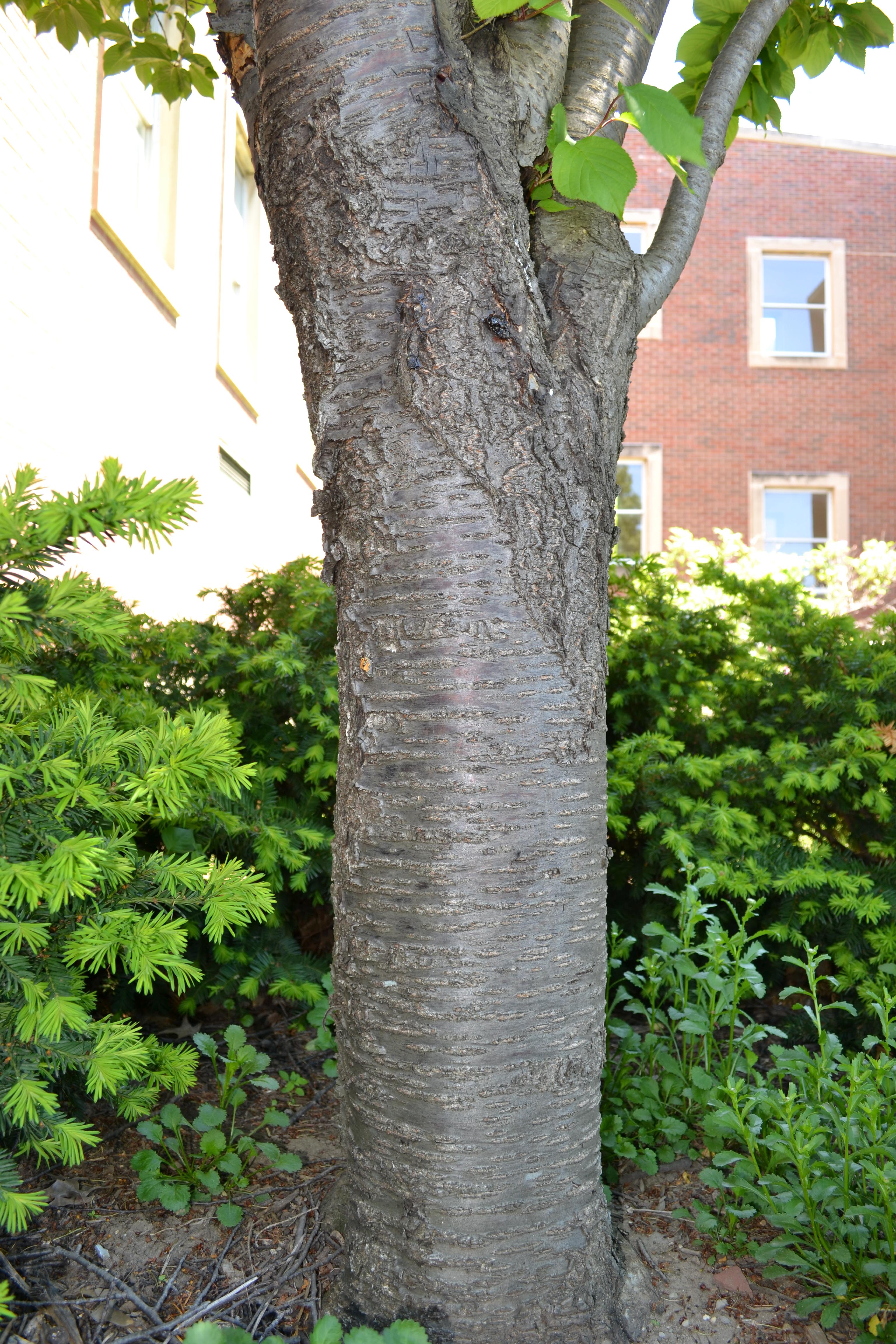 Prunus sargentii ‘Columnaris’ – Purdue Arboretum Explorer