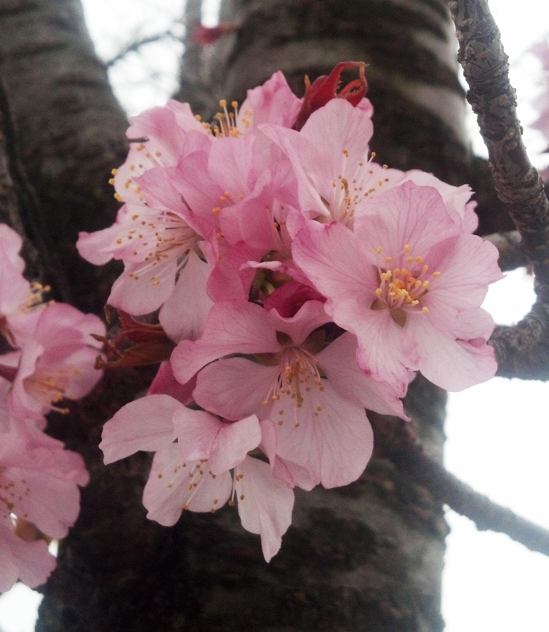 Prunus sargentii ‘Columnaris’ – Purdue Arboretum Explorer