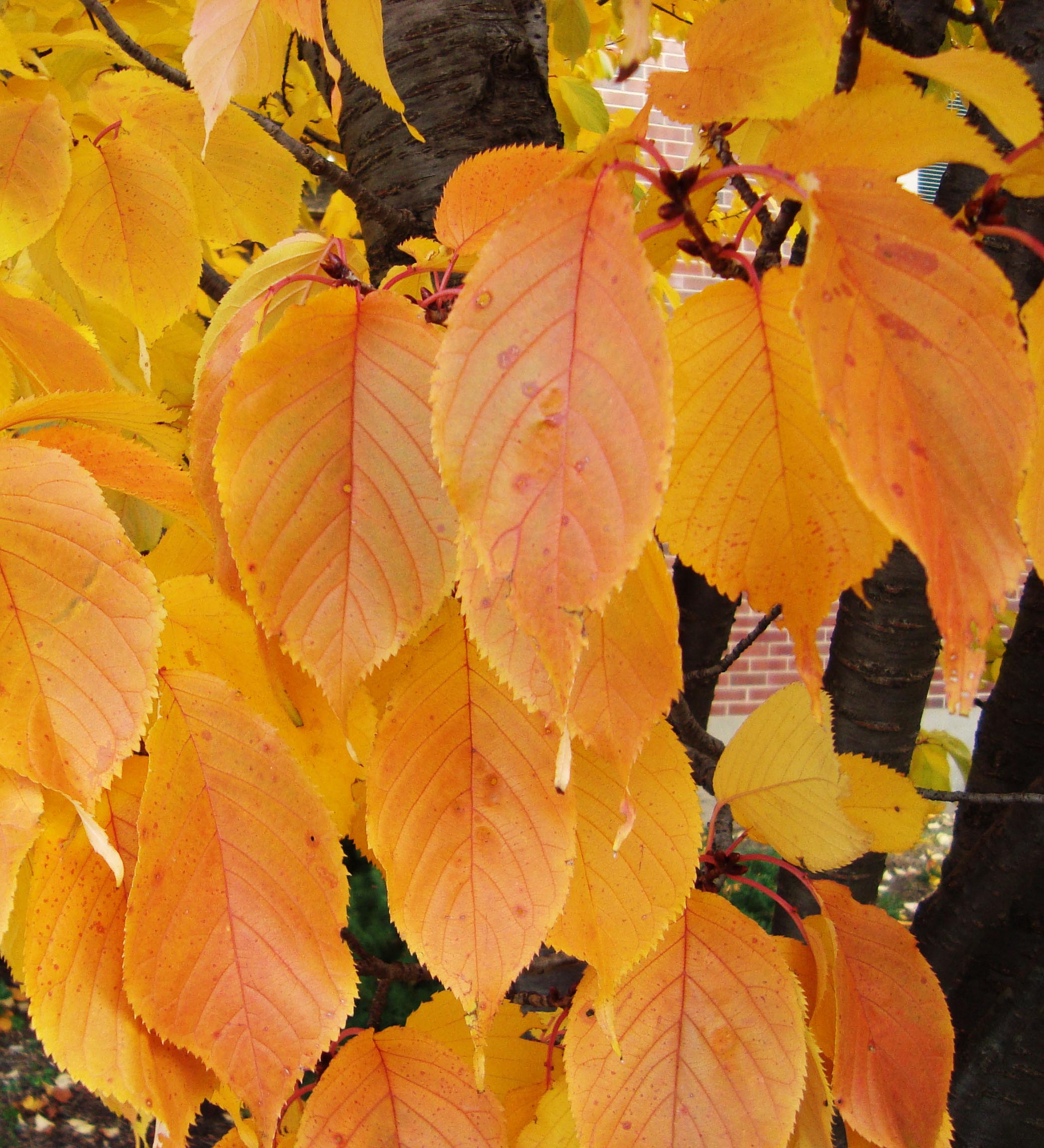 Prunus sargentii ‘Columnaris’ – Purdue Arboretum Explorer