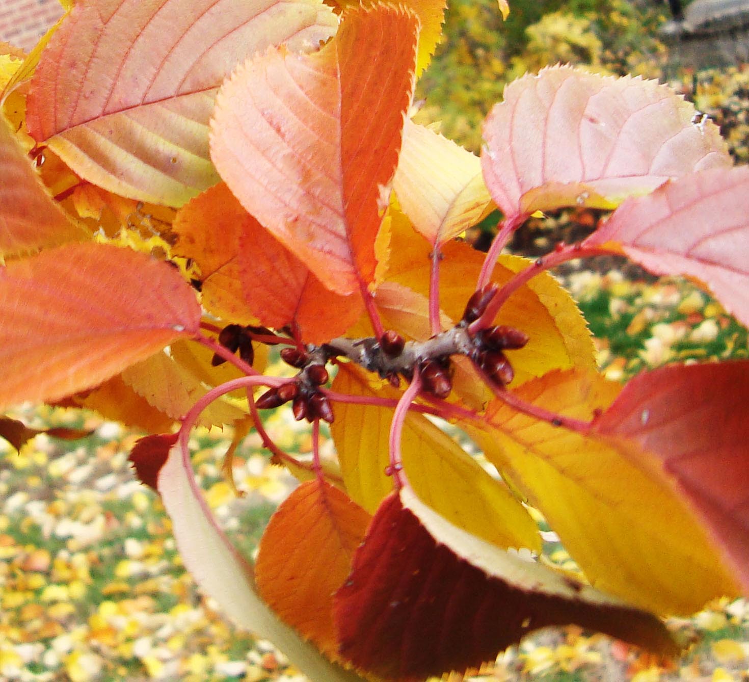 Prunus sargentii ‘Columnaris’ – Purdue Arboretum Explorer