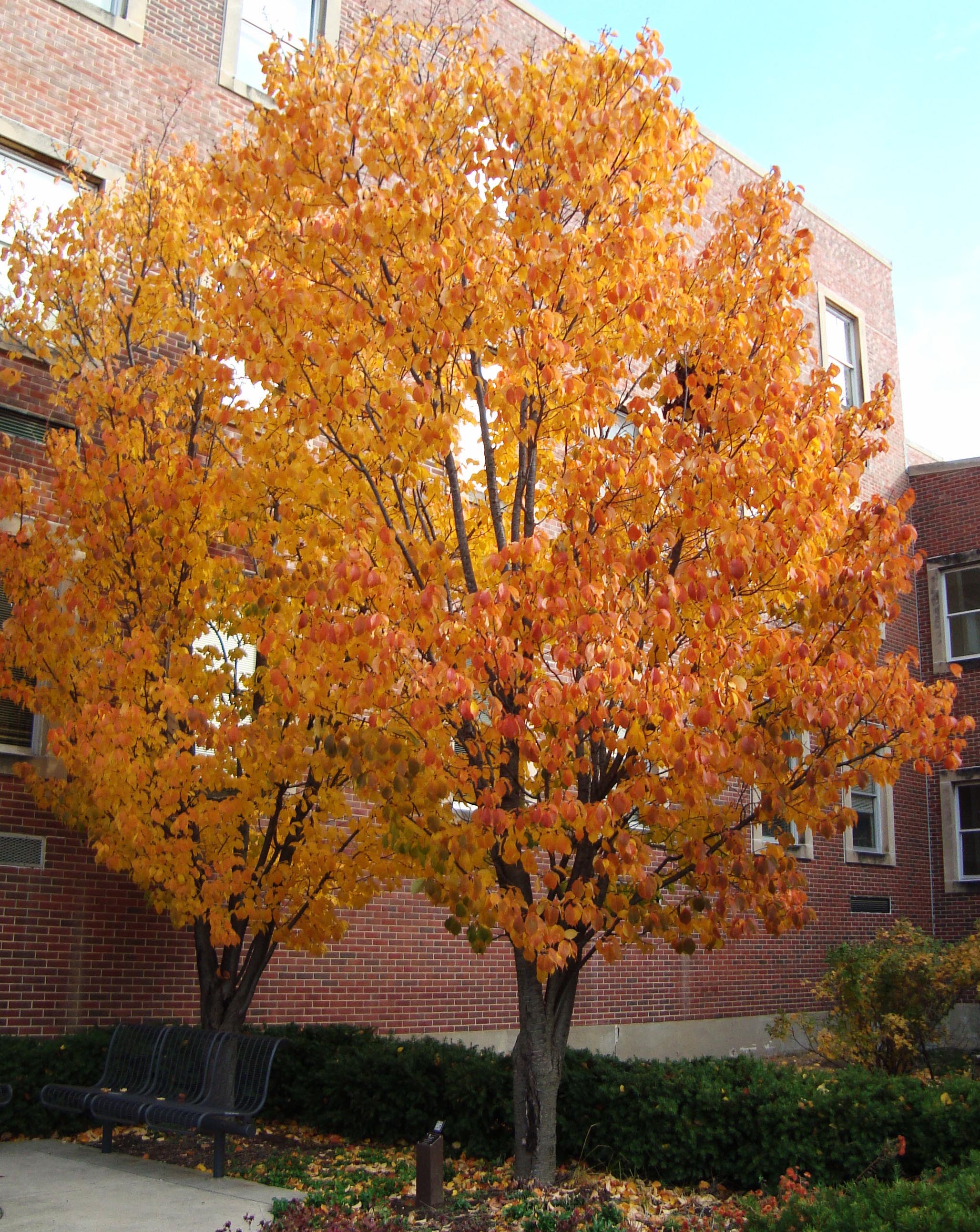 Prunus sargentii ‘Columnaris’ – Purdue Arboretum Explorer