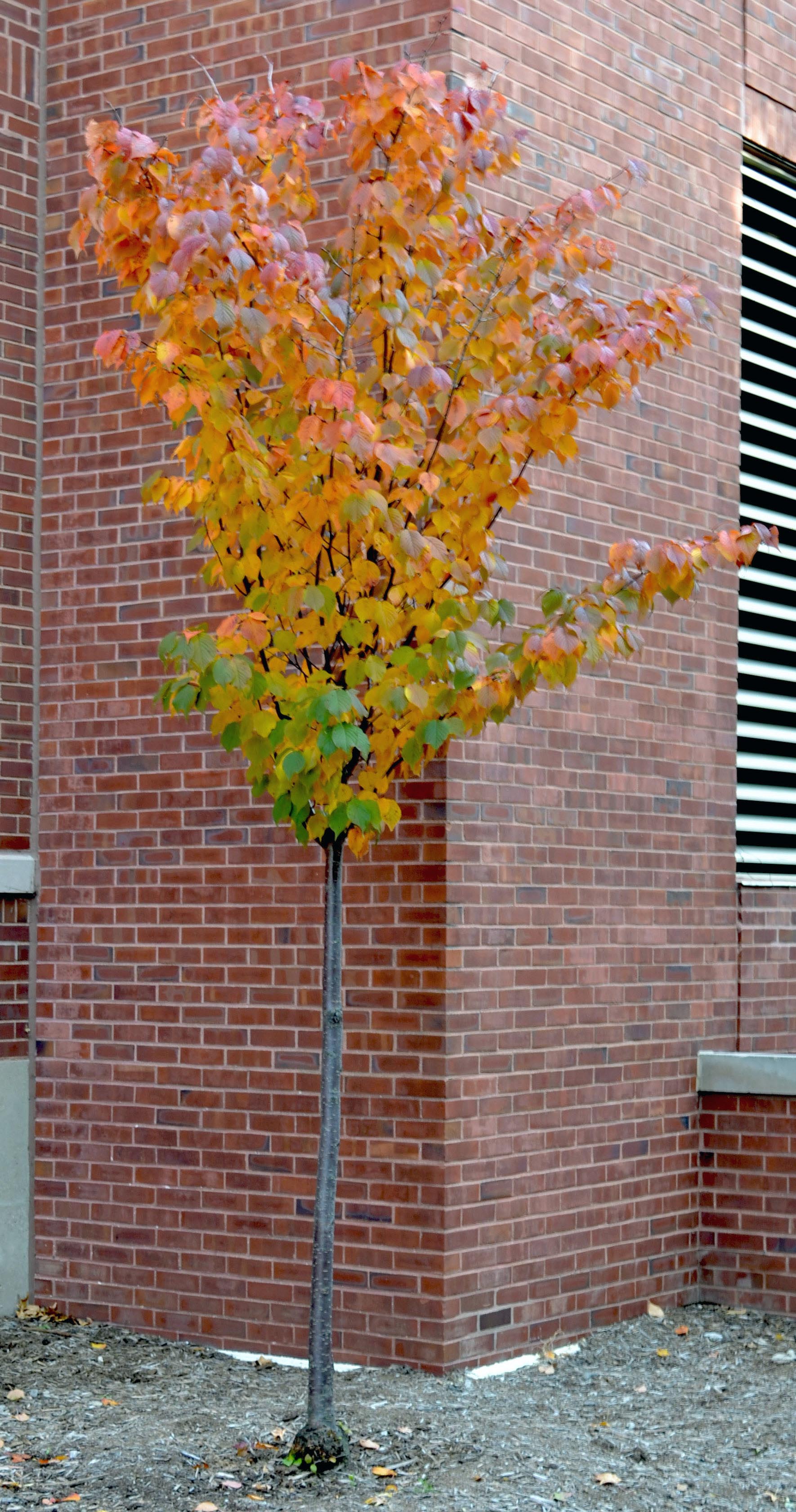 Prunus sargentii ‘JFS-KW58’ [sold as Pink Flair®] – Purdue Arboretum ...