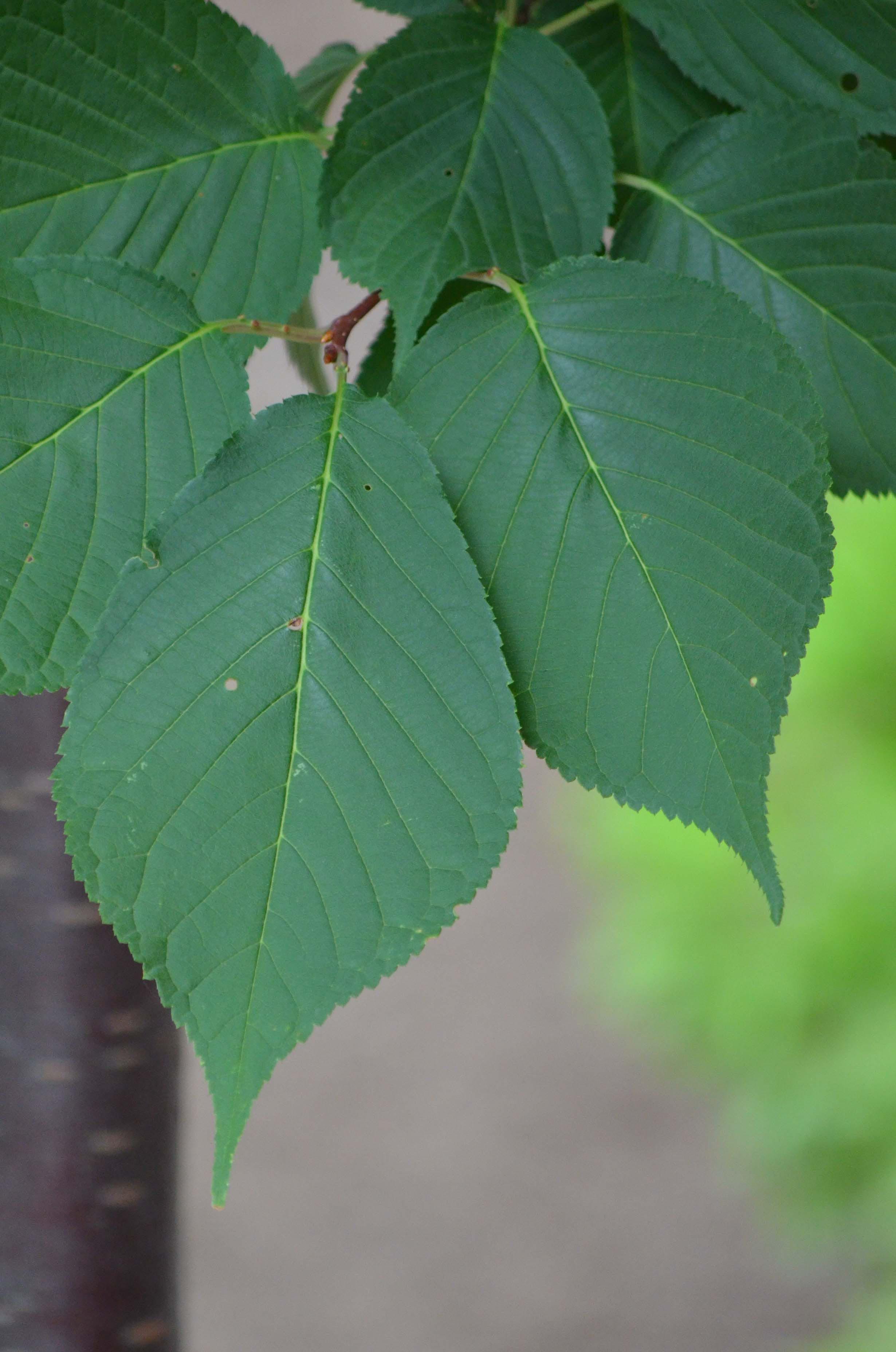 Prunus sargentii ‘JFS-KW58’ [sold as Pink Flair®] – Purdue Arboretum ...