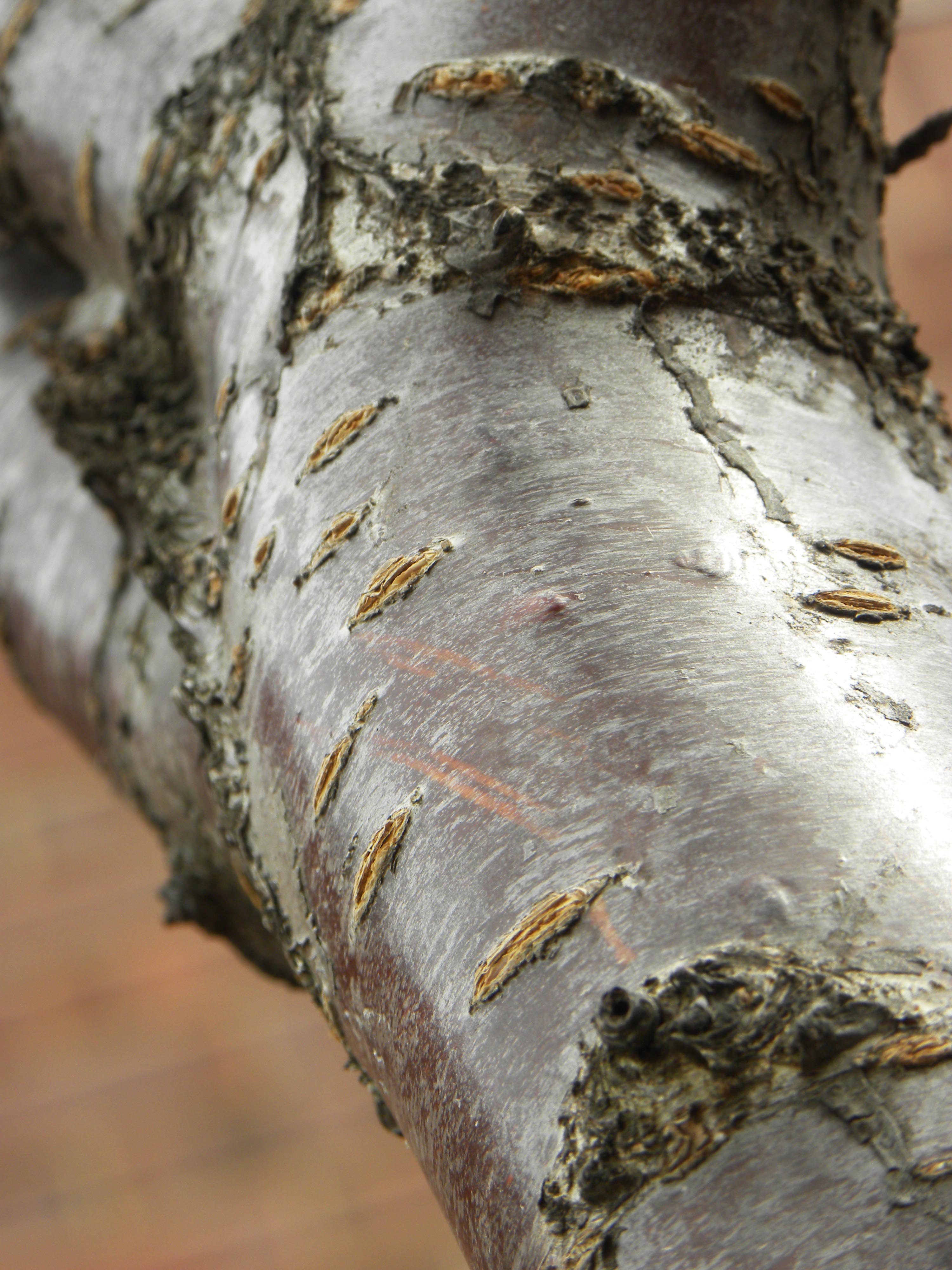 Prunus sargentii ‘JFS-KW58’ [sold as Pink Flair®] – Purdue Arboretum ...
