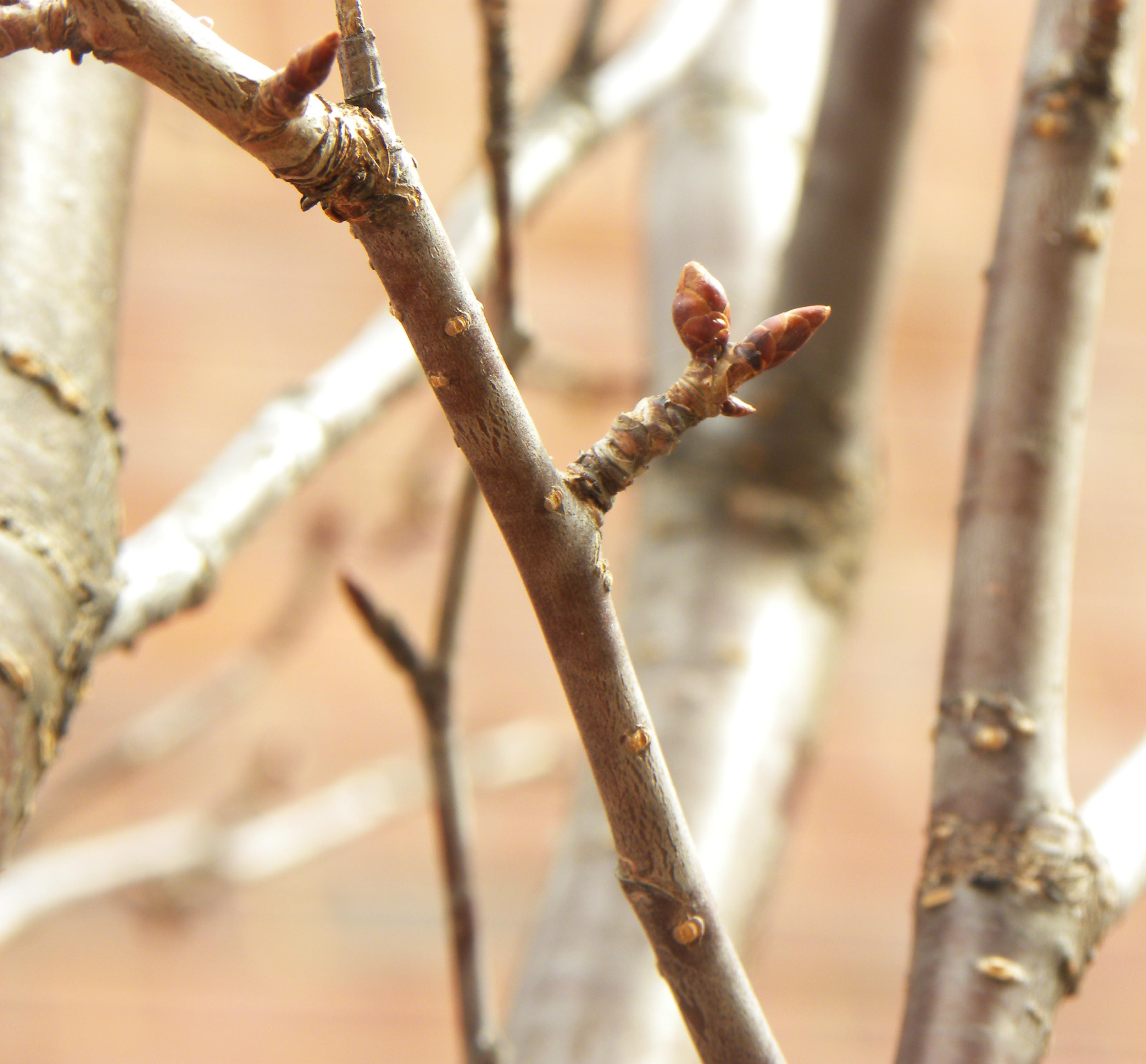 Prunus sargentii ‘JFS-KW58’ [sold as Pink Flair®] – Purdue Arboretum ...