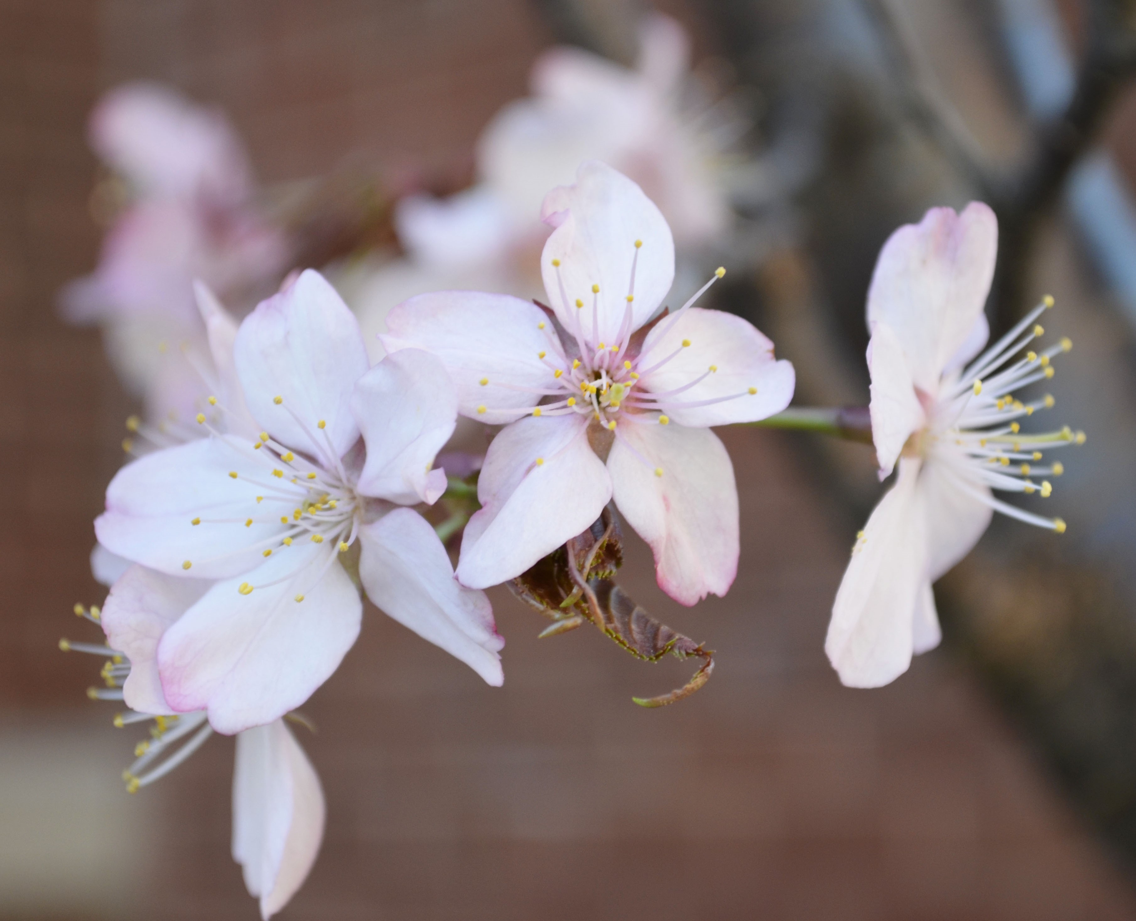 Prunus sargentii ‘JFS-KW58’ [sold as Pink Flair®] – Purdue Arboretum ...