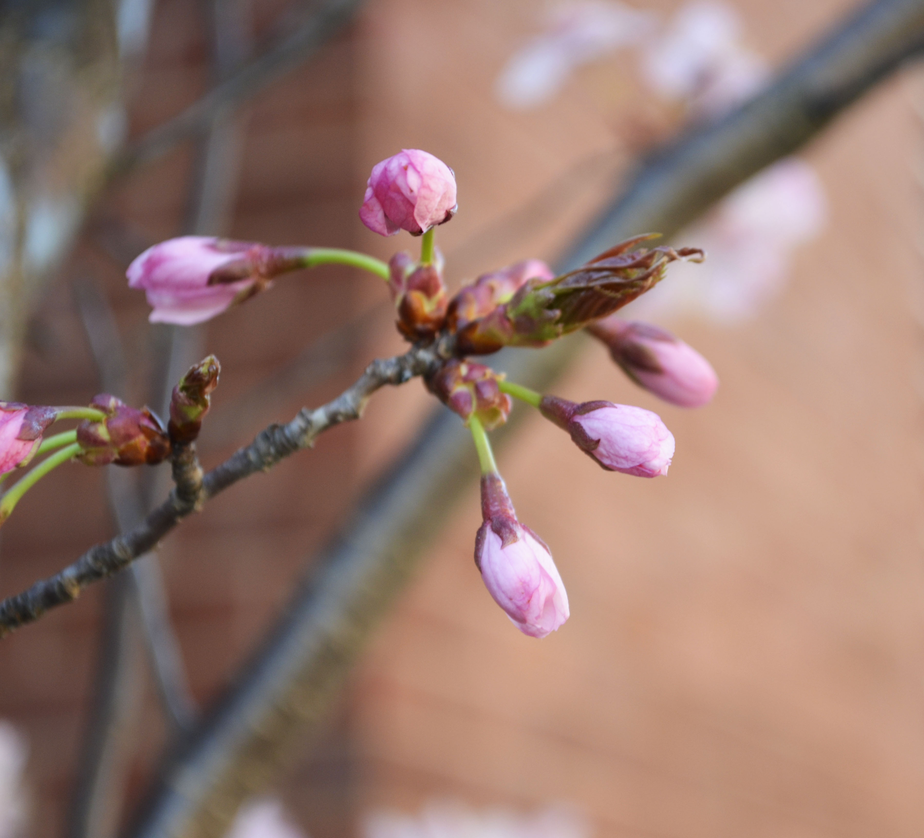 Prunus sargentii ‘JFS-KW58’ [sold as Pink Flair®] – Purdue Arboretum ...