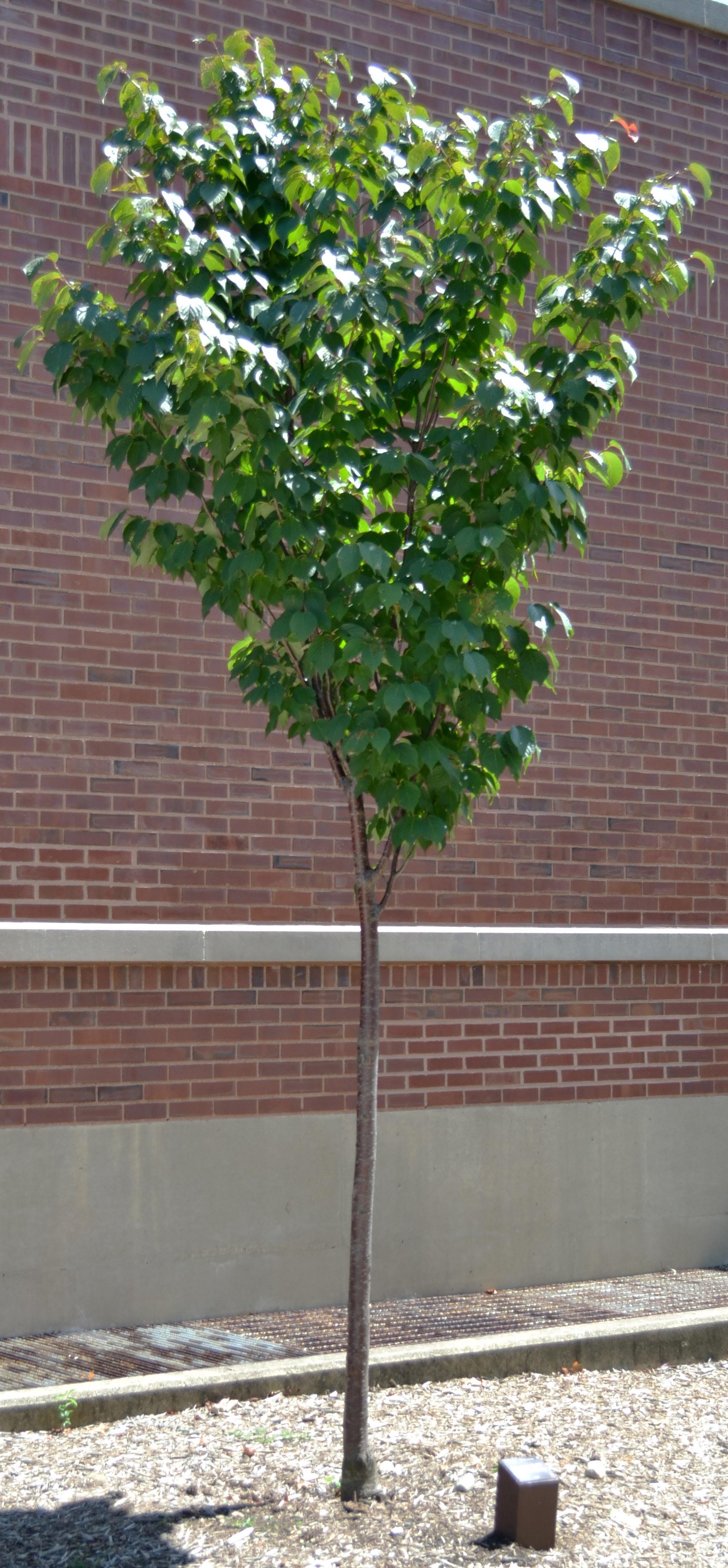 Prunus sargentii ‘JFS-KW58’ [sold as Pink Flair®] – Purdue Arboretum ...