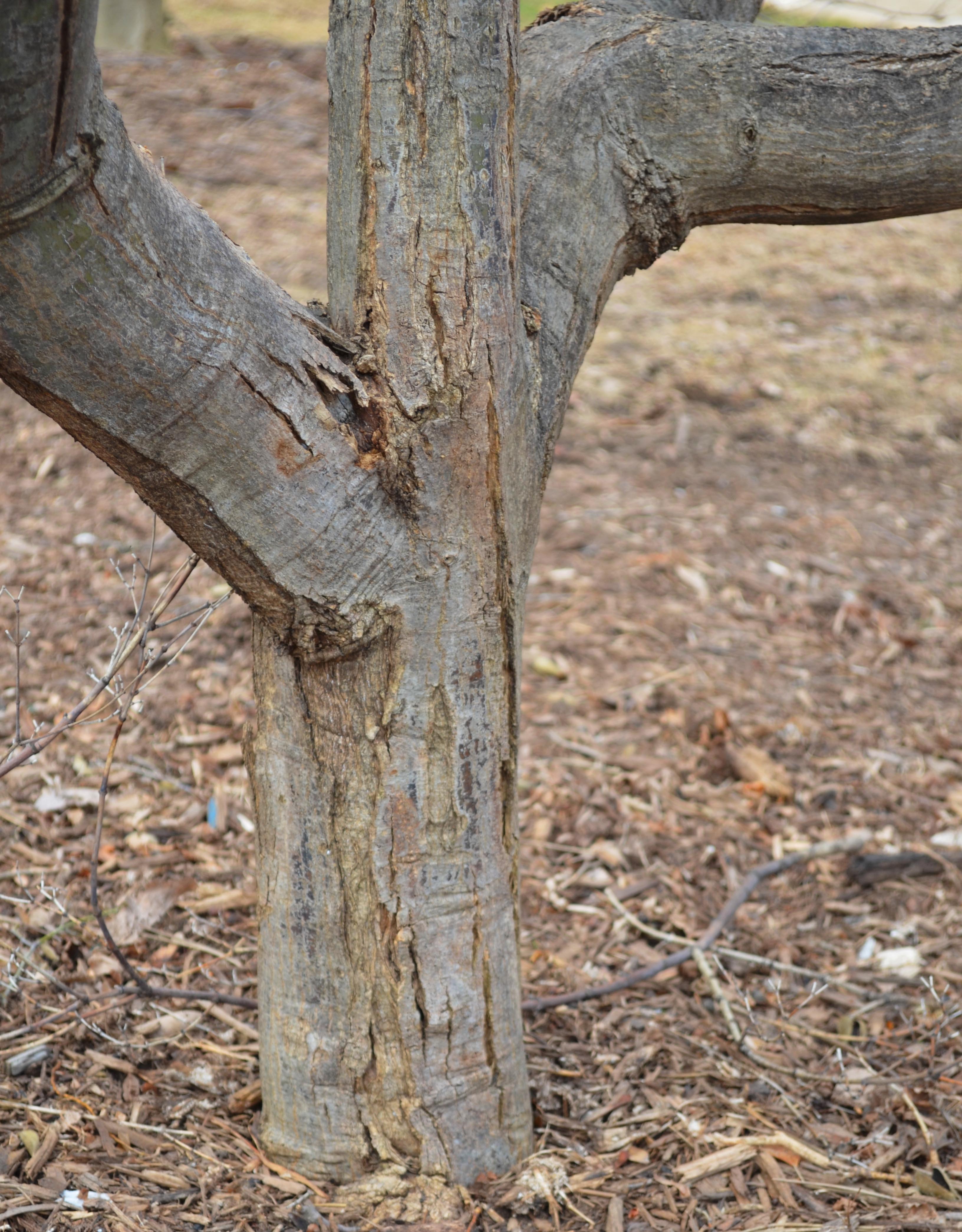Acer shirasawanum ‘Aureum’ – Purdue Arboretum Explorer