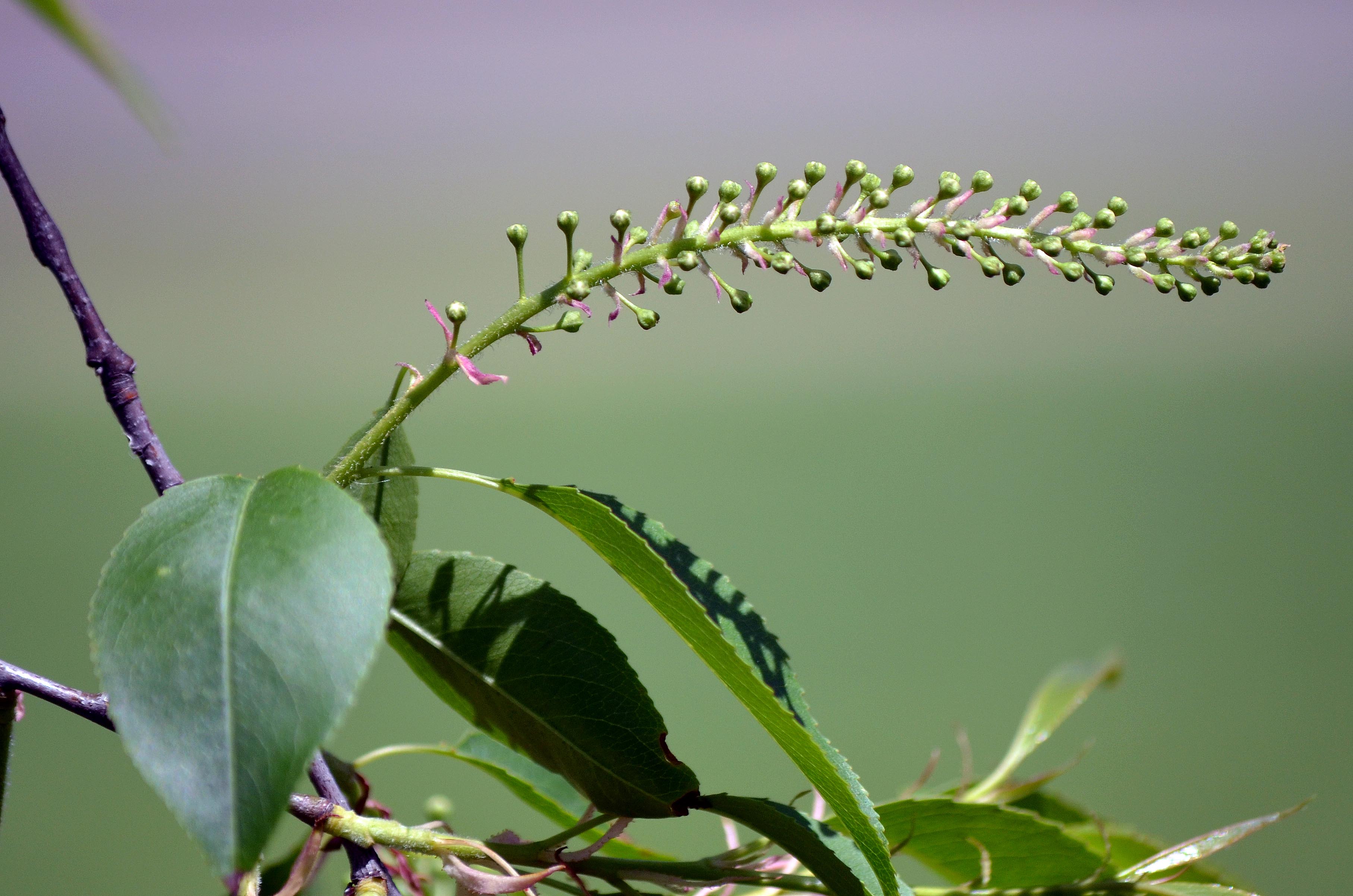 Prunus serotina – Purdue Arboretum Explorer