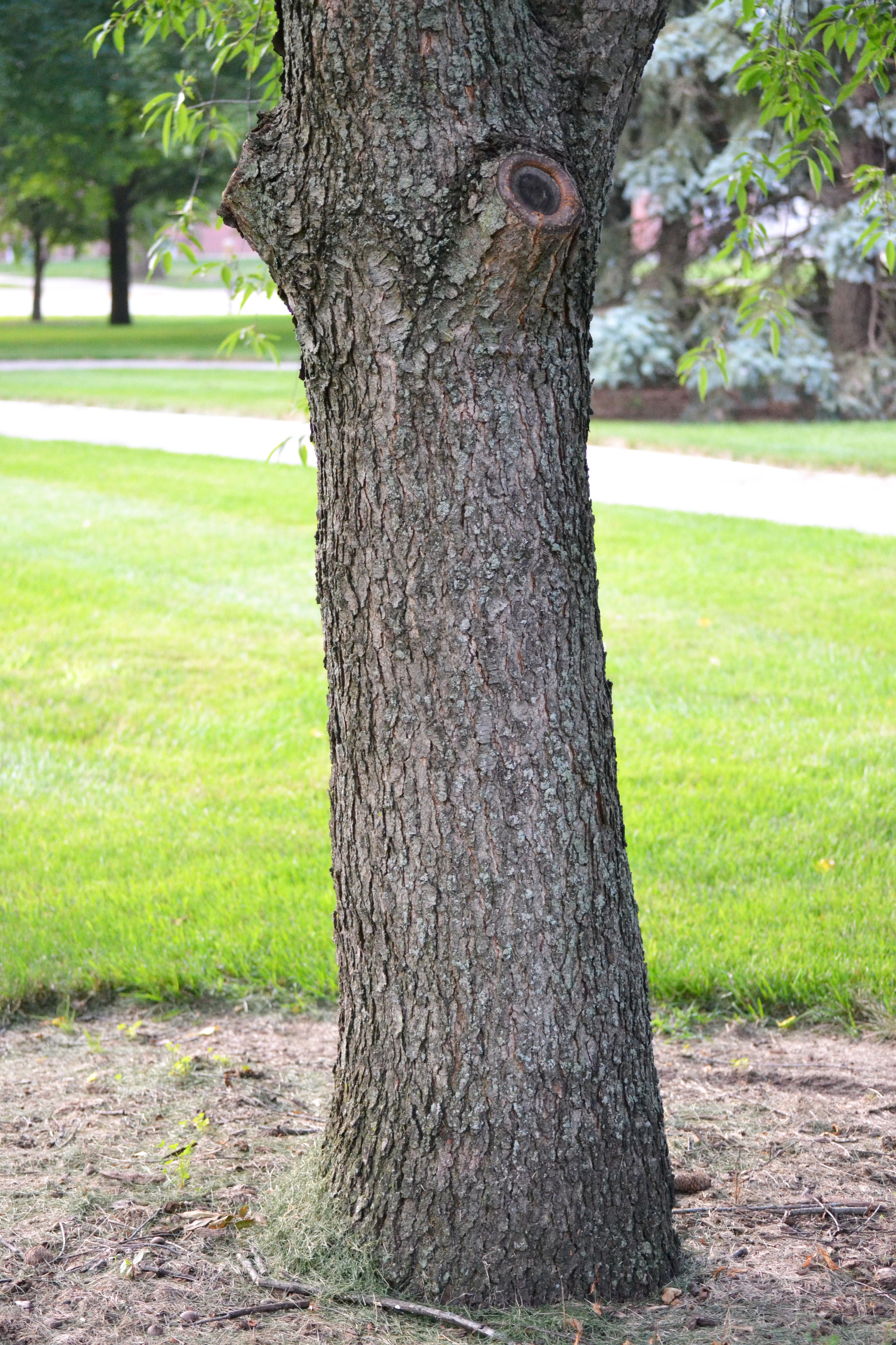Prunus serotina – Purdue Arboretum Explorer
