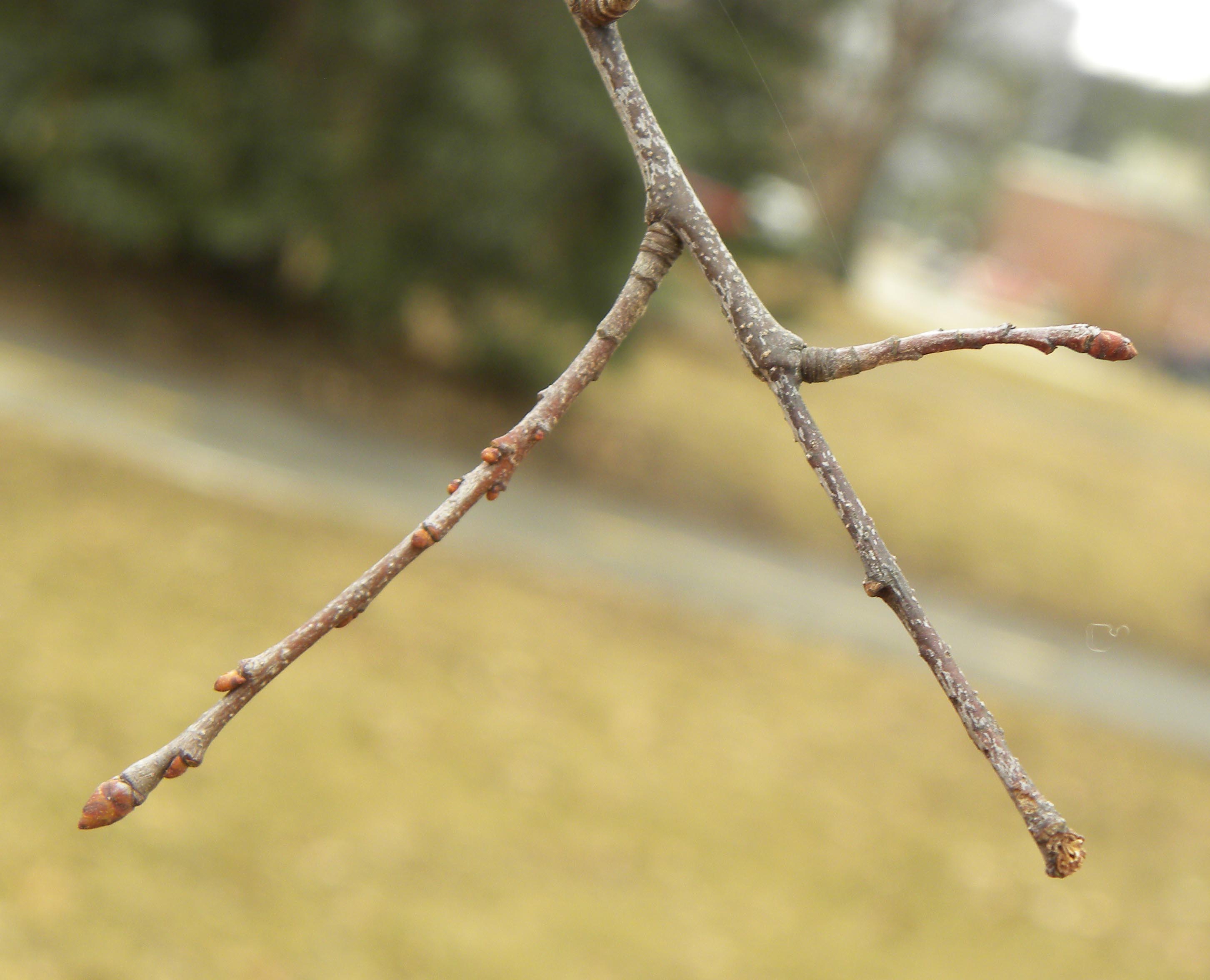 Prunus serotina – Purdue Arboretum Explorer