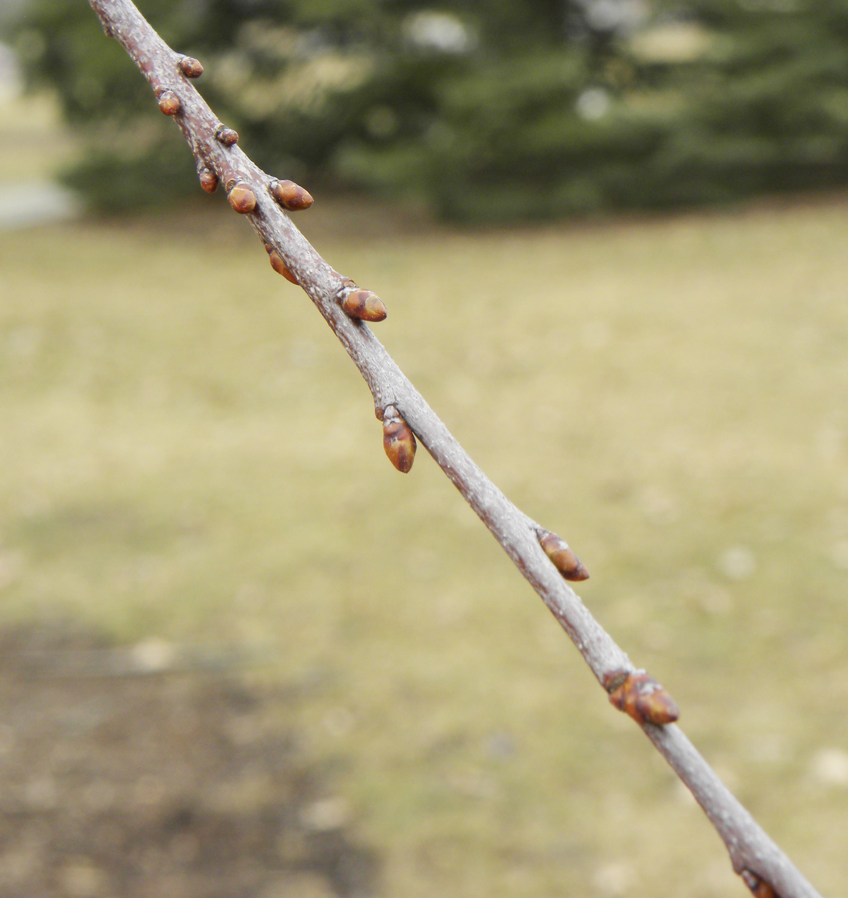Prunus serotina – Purdue Arboretum Explorer