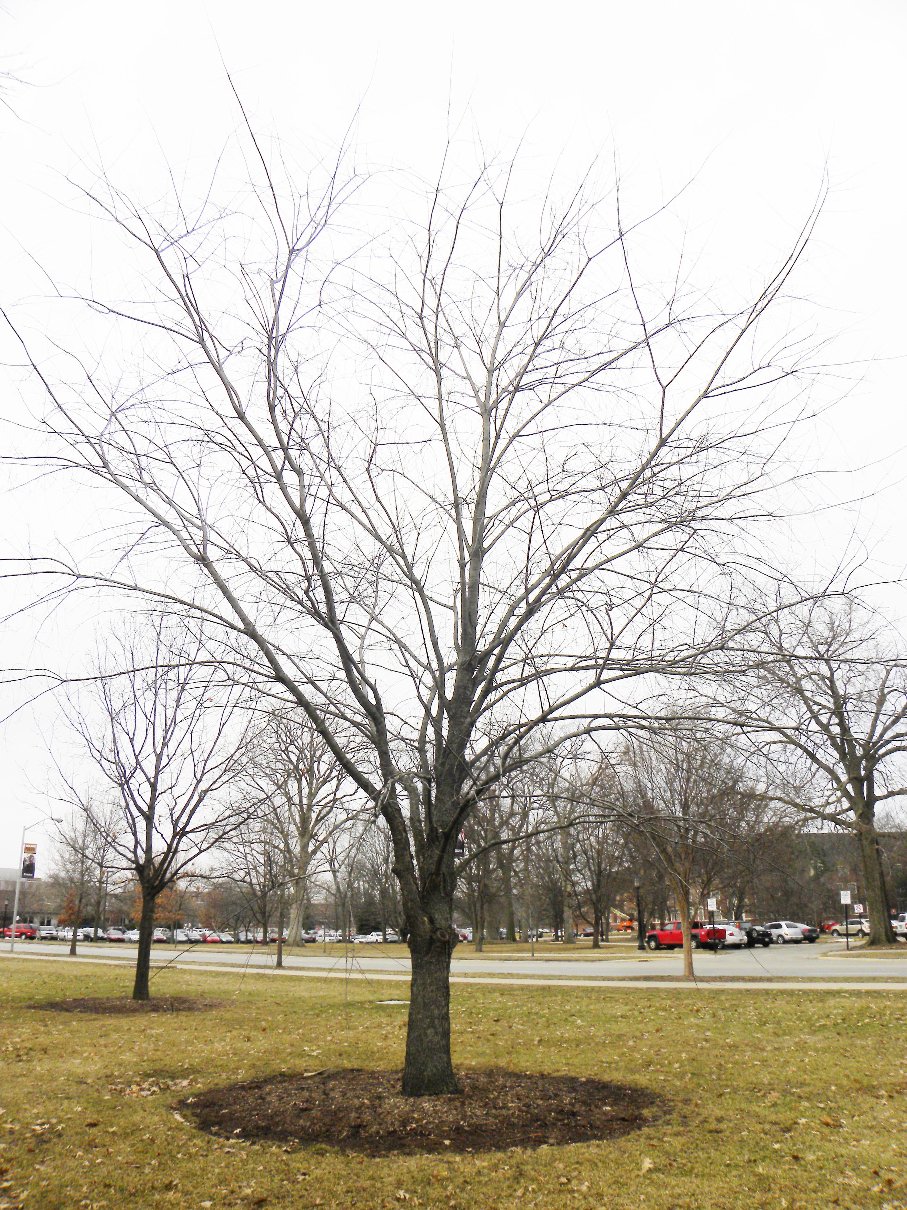 Prunus serotina – Purdue Arboretum Explorer