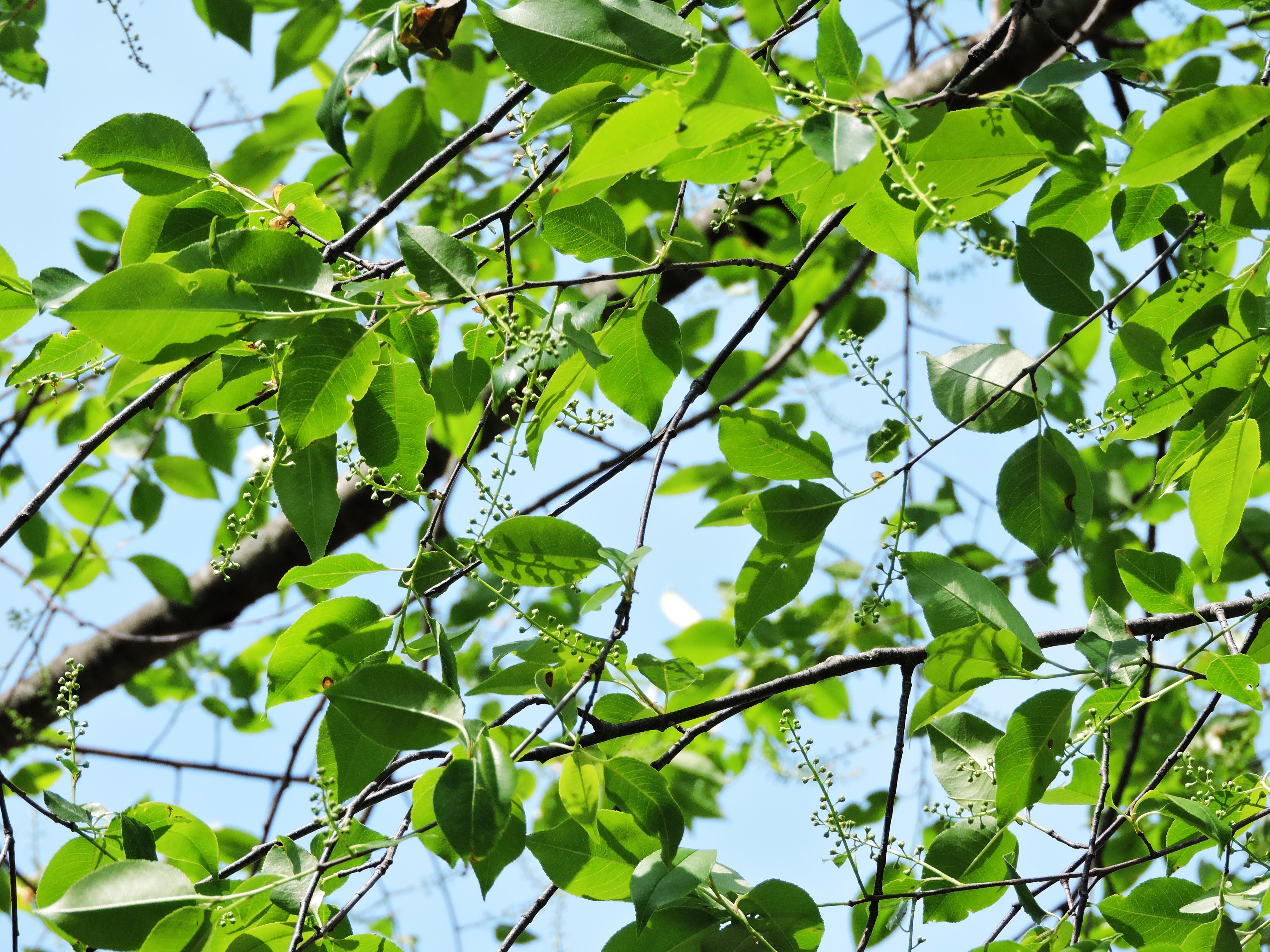 Prunus serotina – Purdue Arboretum Explorer