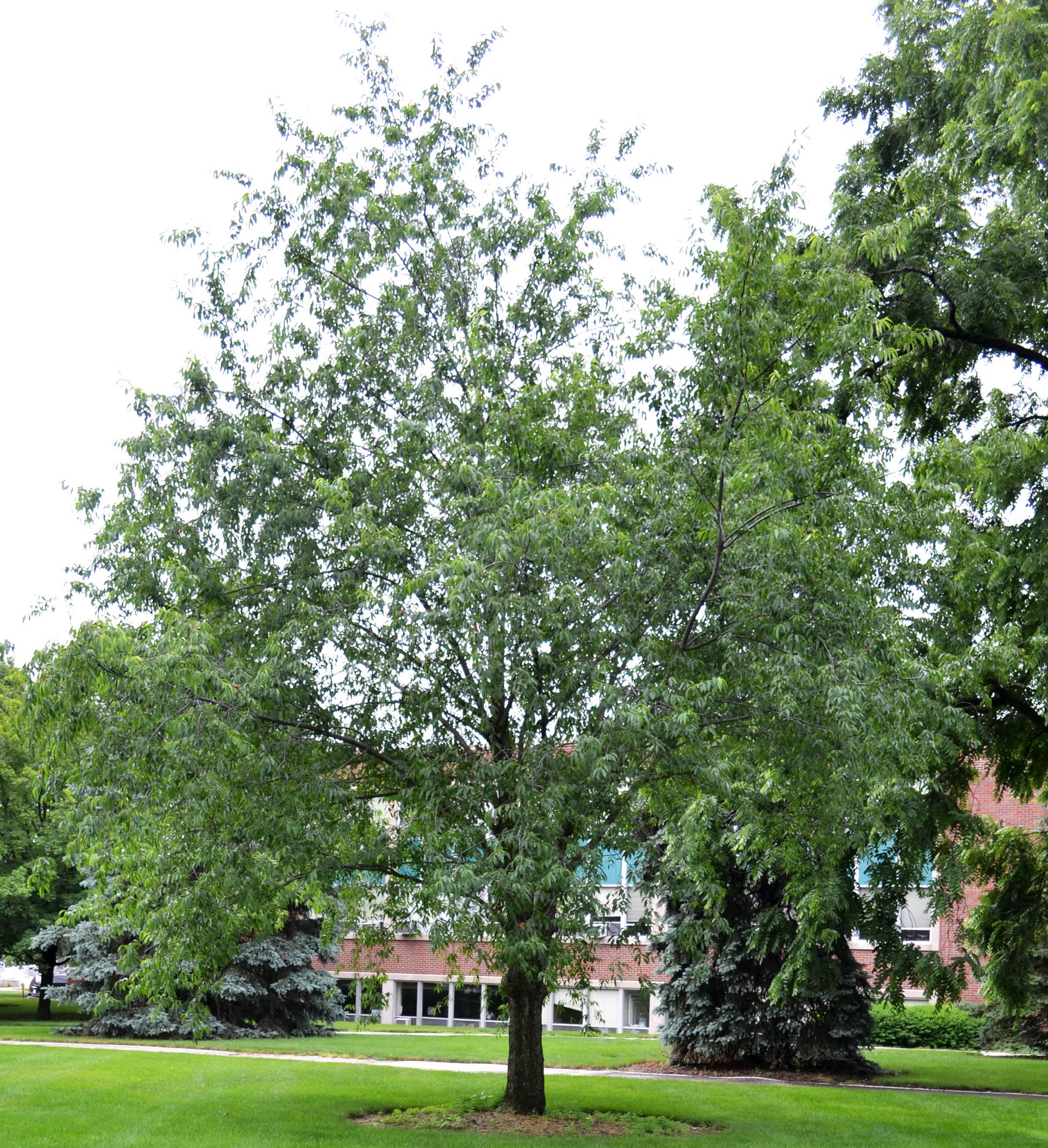 Prunus serotina – Purdue Arboretum Explorer
