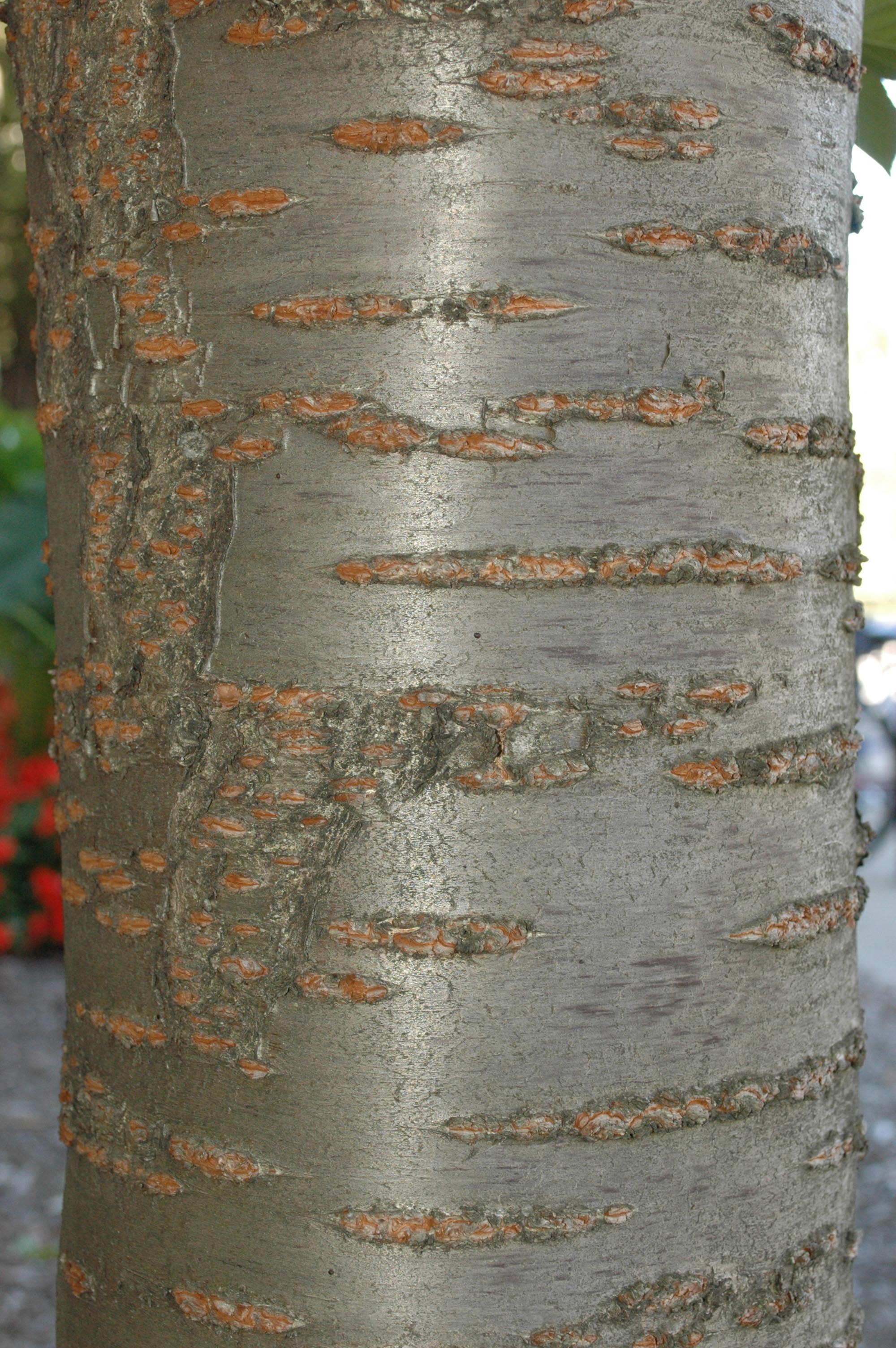 Prunus serrulata ‘Sekiyama’ – Purdue Arboretum Explorer