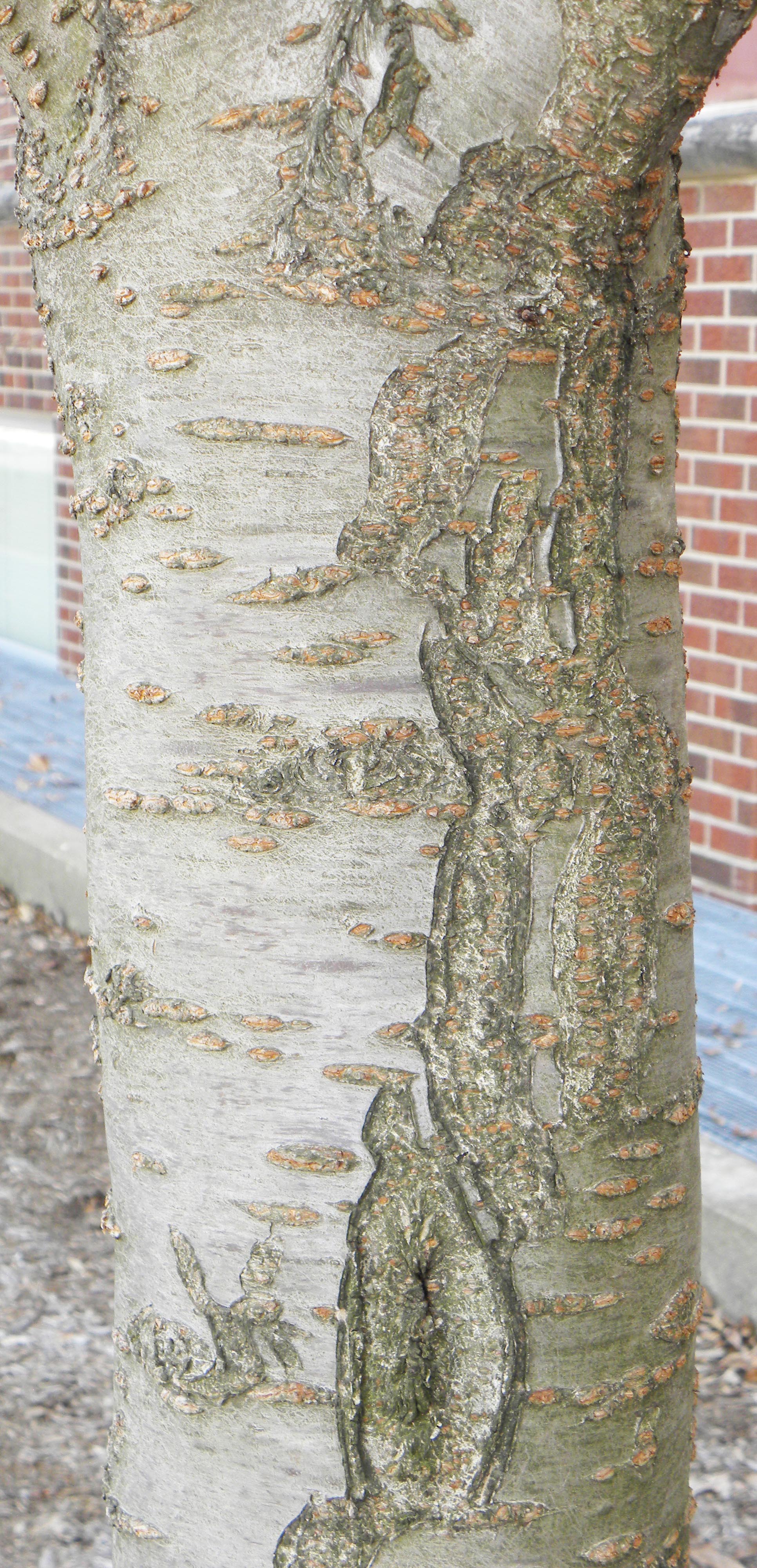 Prunus serrulata ‘Sekiyama’ – Purdue Arboretum Explorer