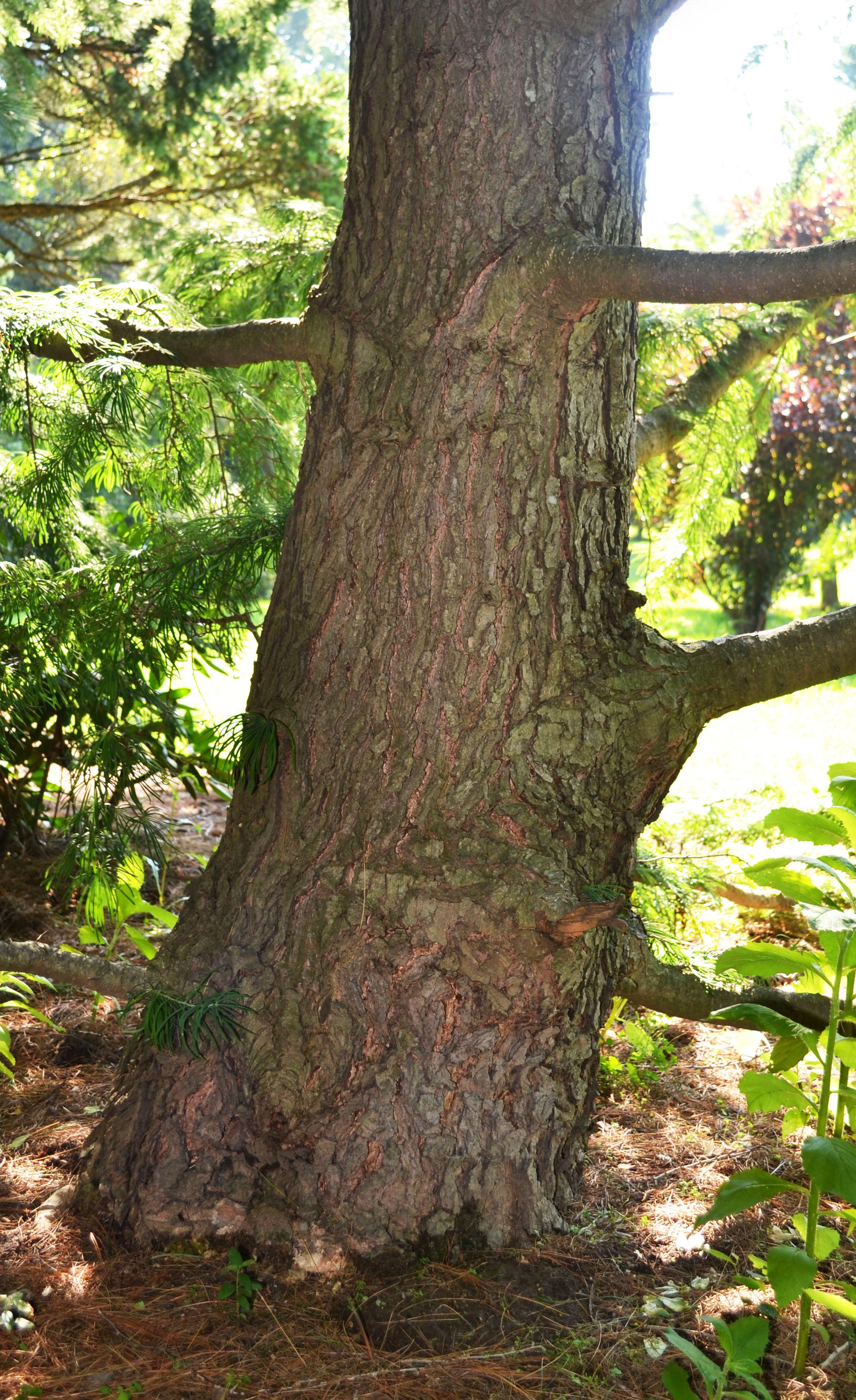 Pseudolarix amabilis – Purdue Arboretum Explorer