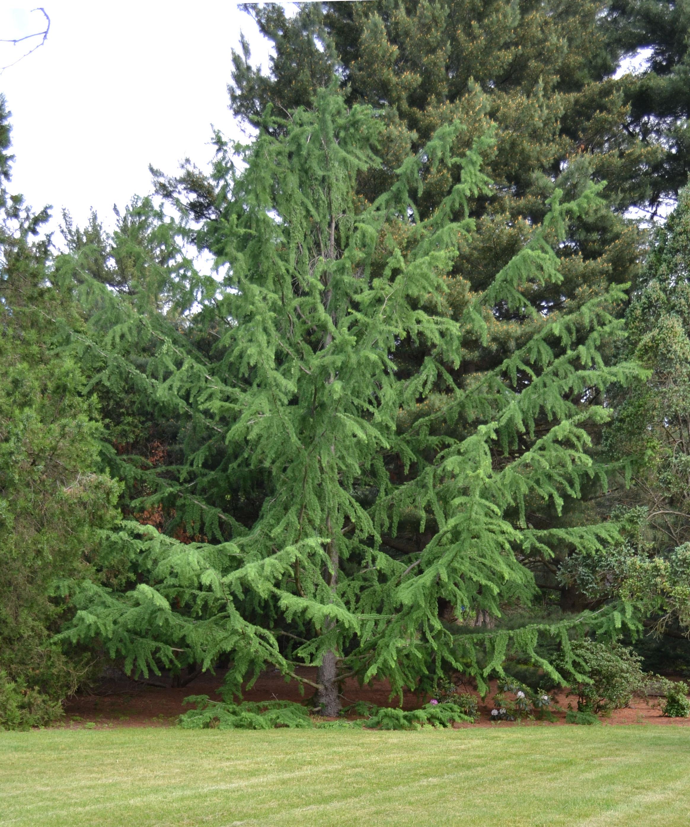 Pseudolarix amabilis – Purdue Arboretum Explorer